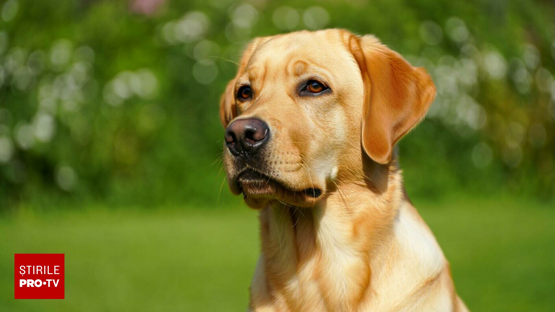 Labrador – uriașul blând. Ghidul complet pentru stăpănii de câine ...