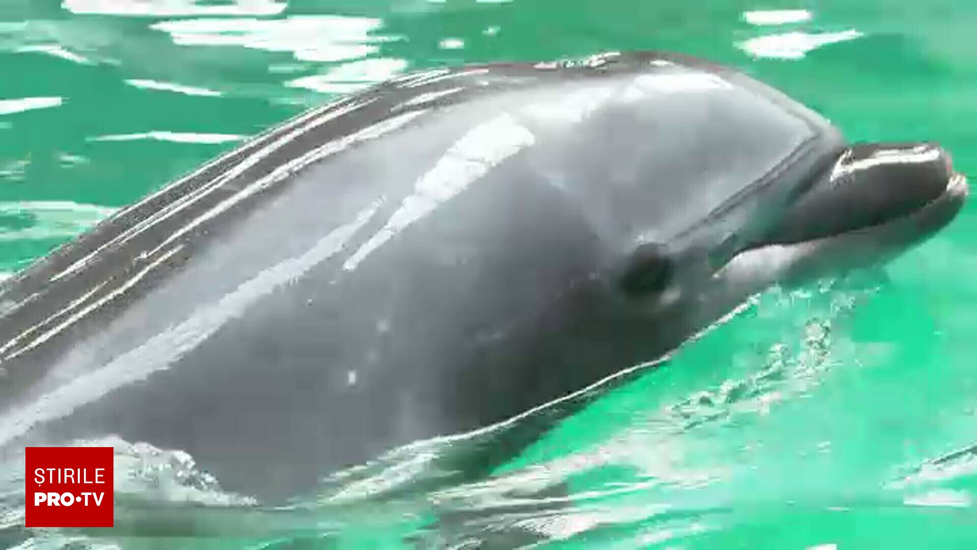 Delfinariul din Constanța suspendă spectacolele. Locația trebuie ...