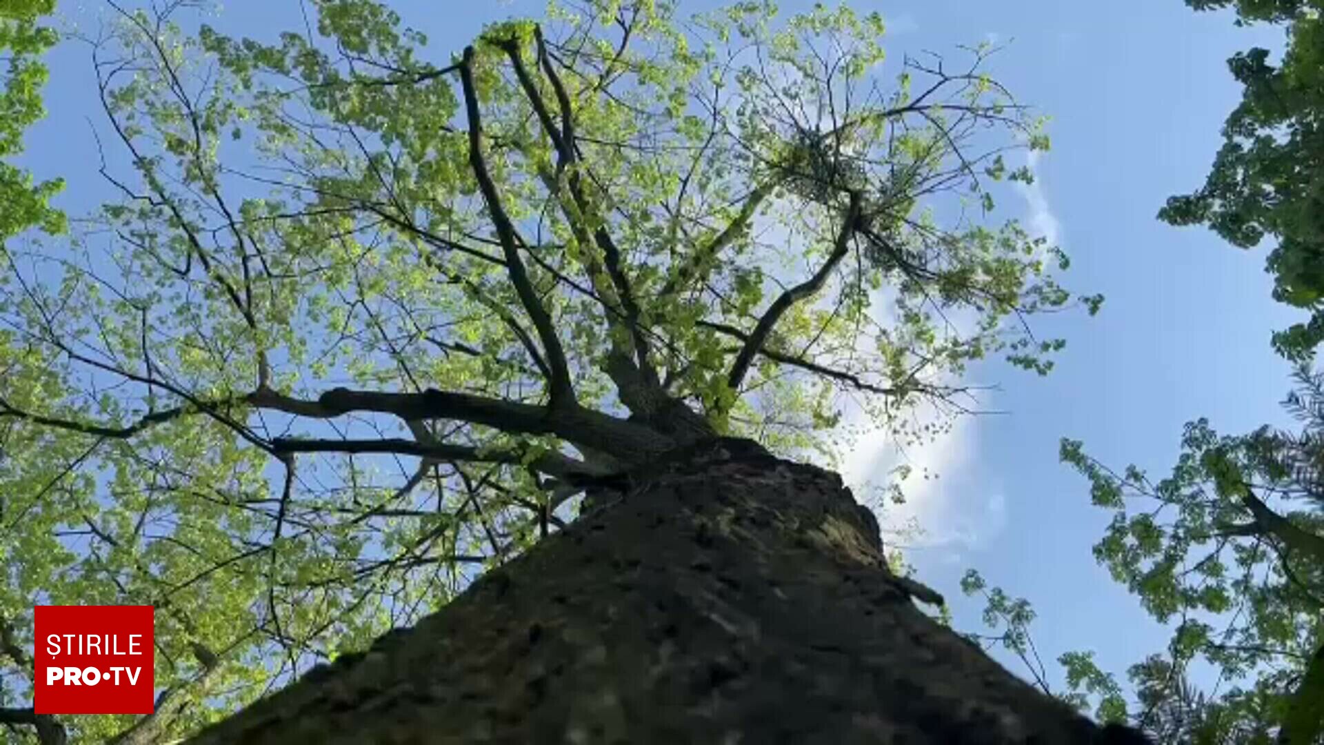 Trei persoane au fost rănite după ce o creangă a căzut lângă Teiul lui ...