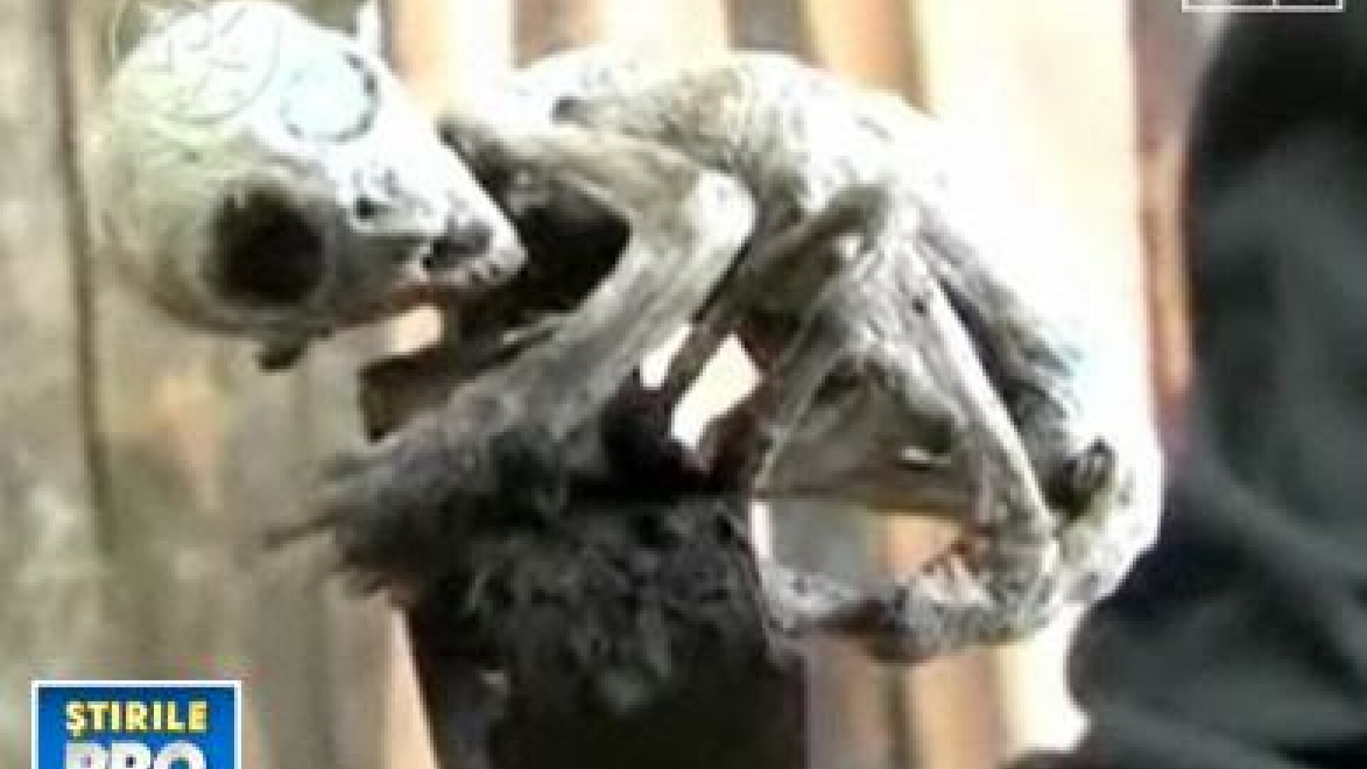 Fermierul care a inecat puiul de "extraterestru" a fost omorat ...