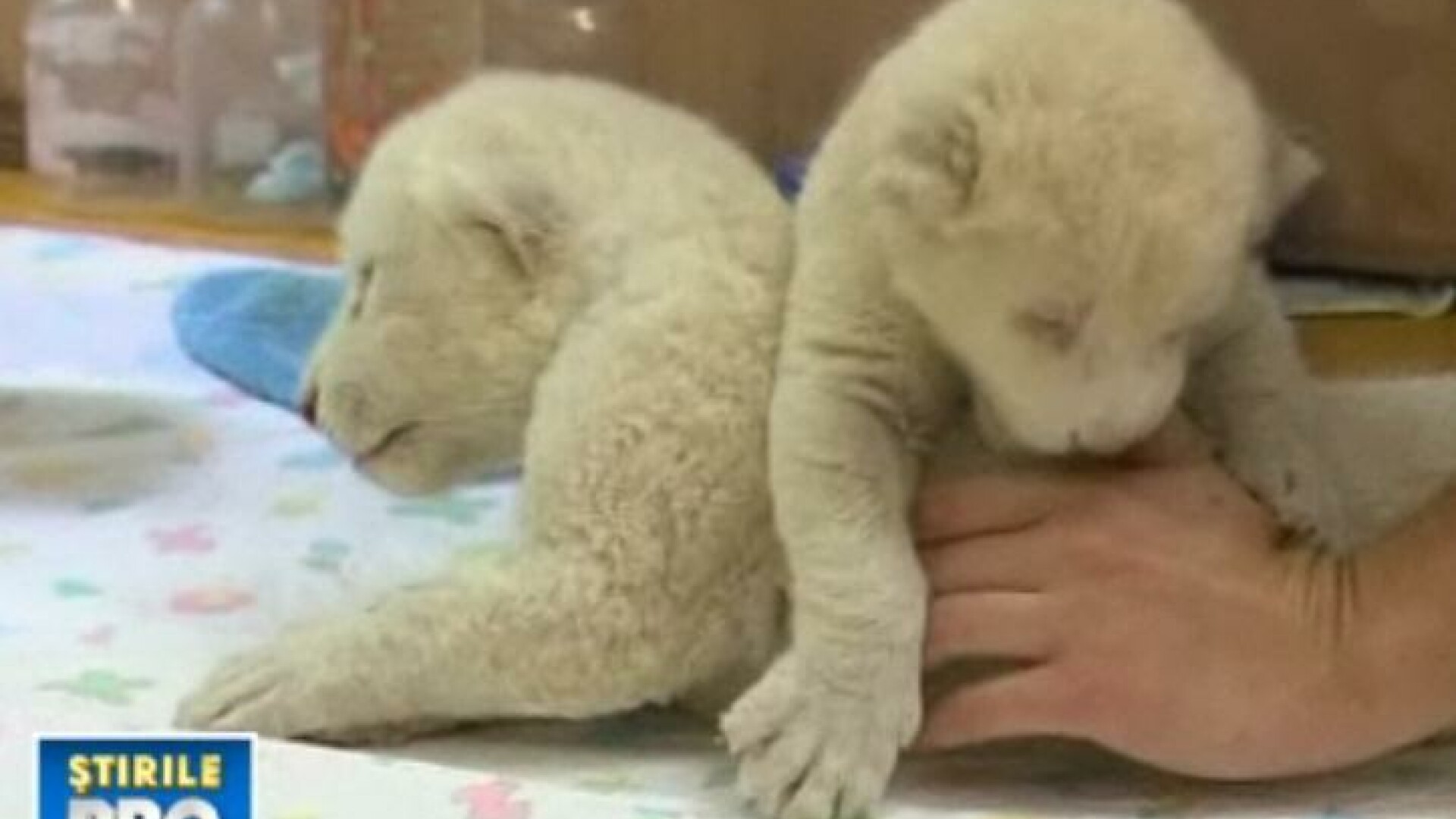 Leutii perfecti exista! La gradina zoologica din Belgrad - Știrile ProTV