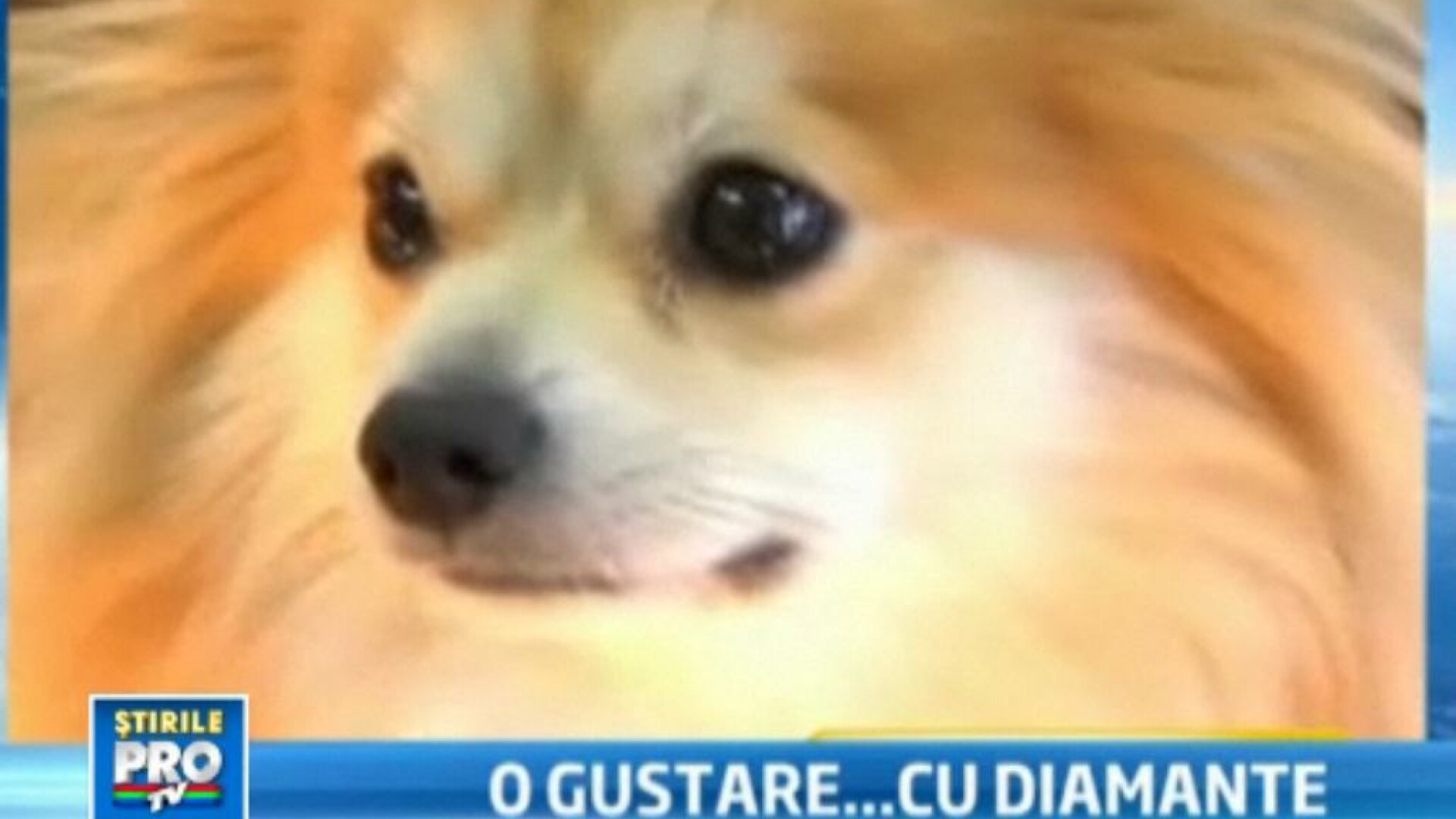 Cum a reusit o catelusa din SUA sa faca 10.000 de dolari sa ... dispara ...