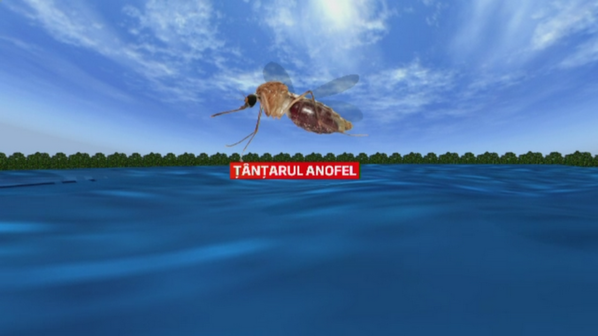 Ce trebuie sa stii despre invazia de tantari din ultimele luni. Ploile ...