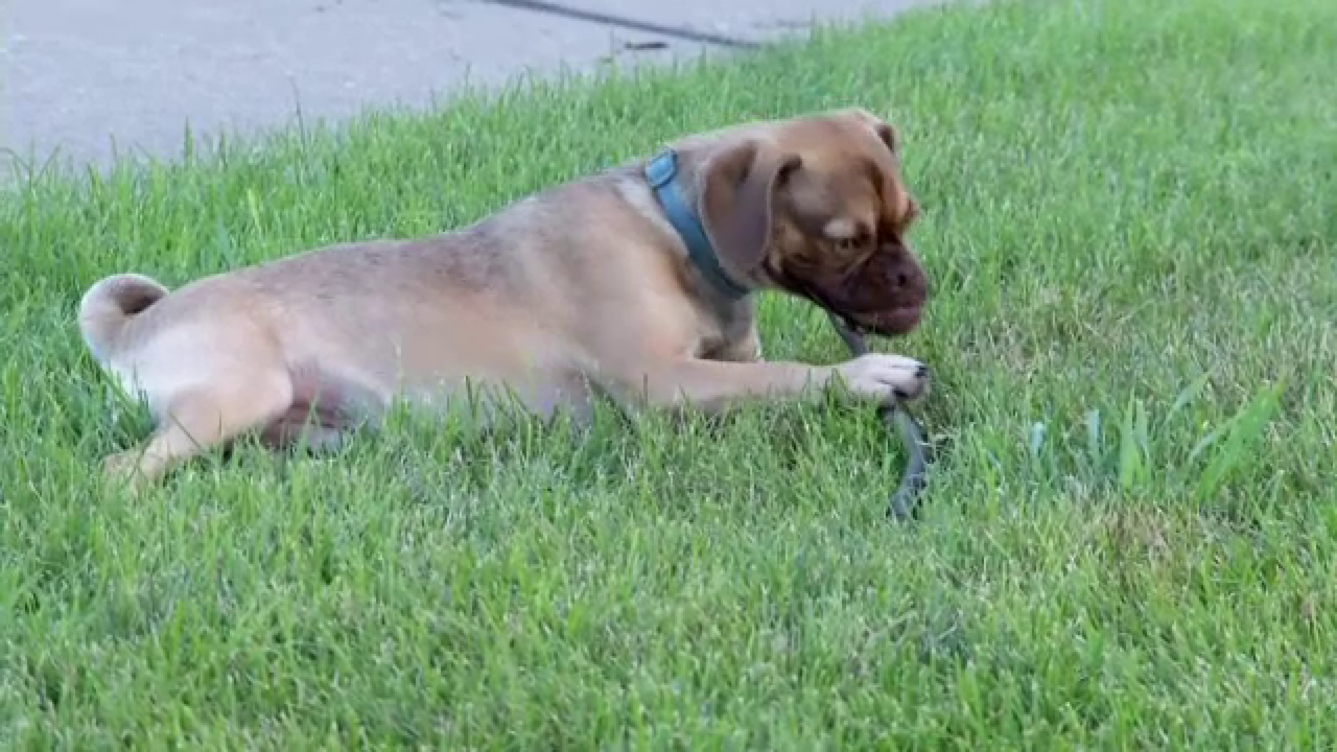 Celebra pisica "Grumpy cat" are un echivalent in lumea canina. Cum ...