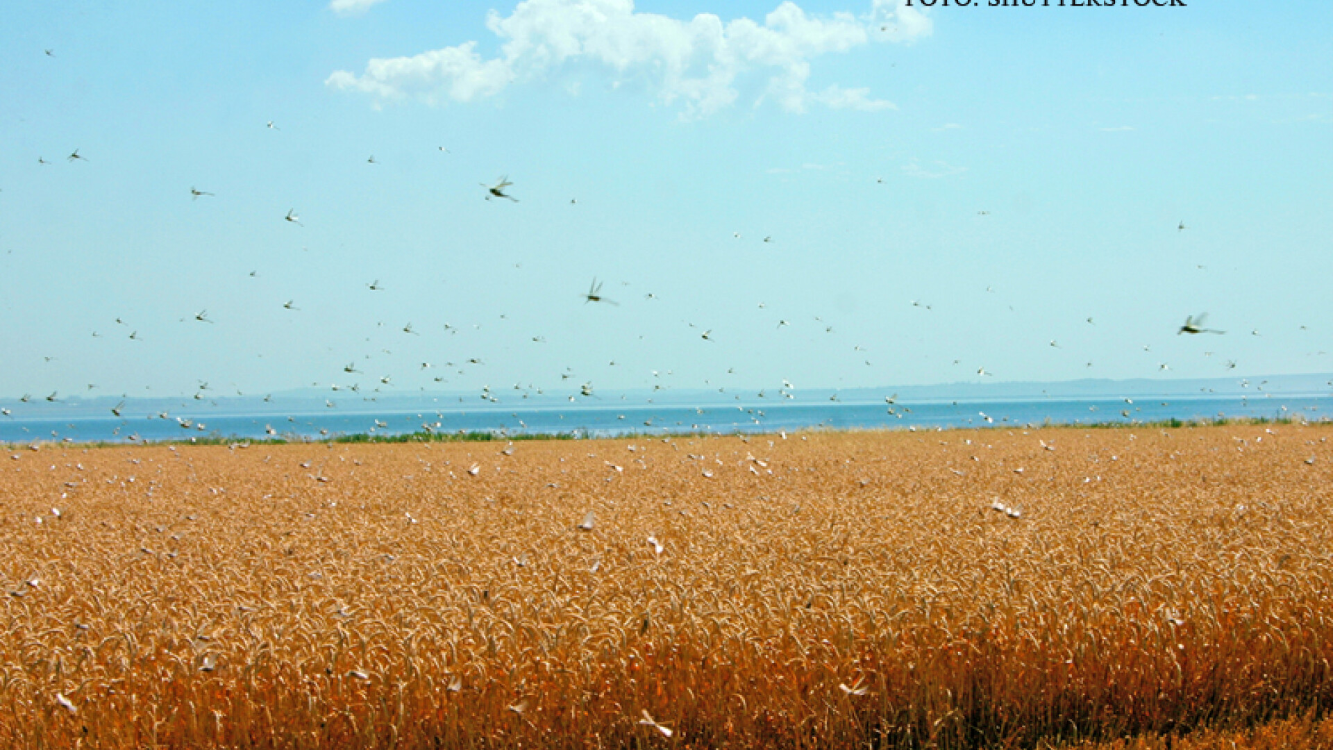 Invazie "apocaliptica" de lacuste in sud-vestul Rusiei. "Unele erau mai ...