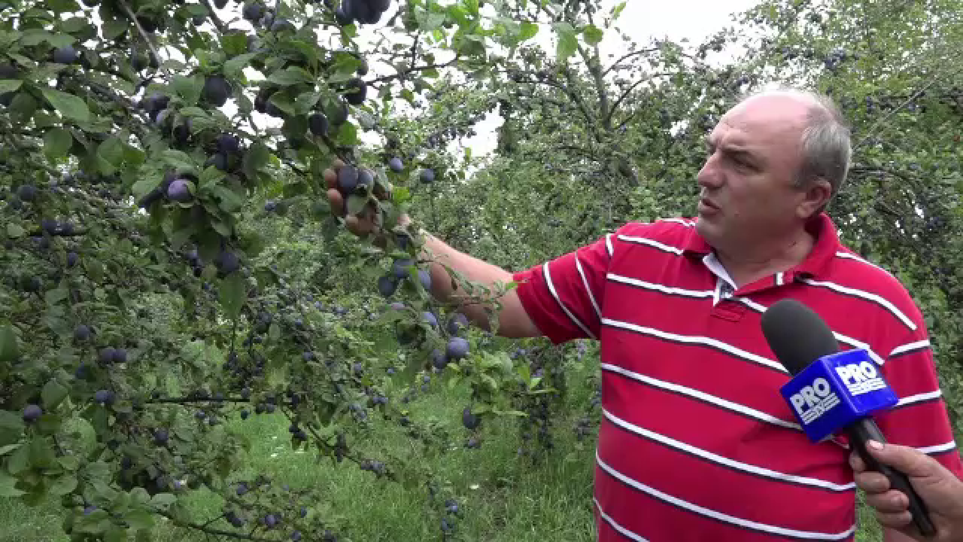 An profitabil pentru proprietarii de livezi. Productia de prune, de ...