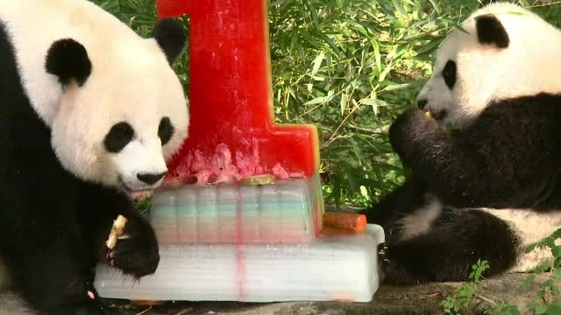 VIDEO. Prima aniversare a unui pui de urs panda, sărbătorită cu un tort ...