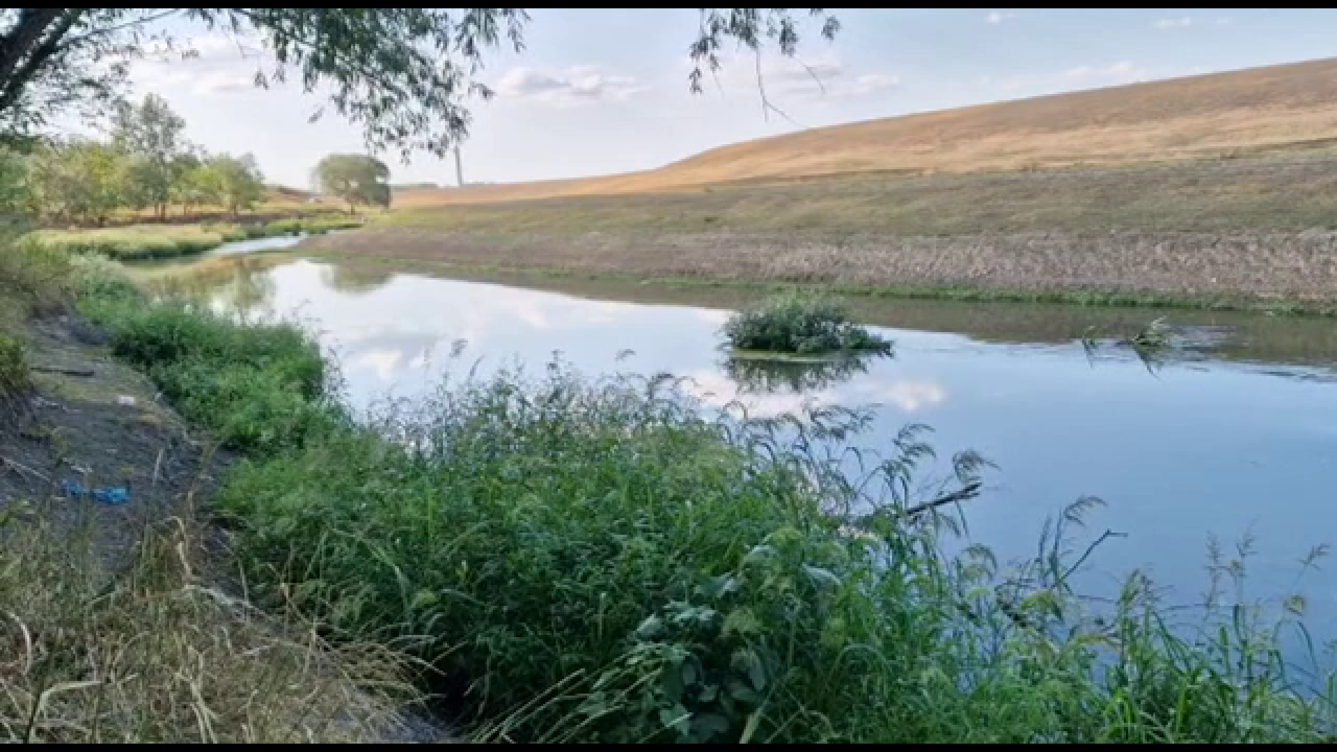 Pești morți într-un râu din Iași, din cauza unei ploi. Cum a fost ...