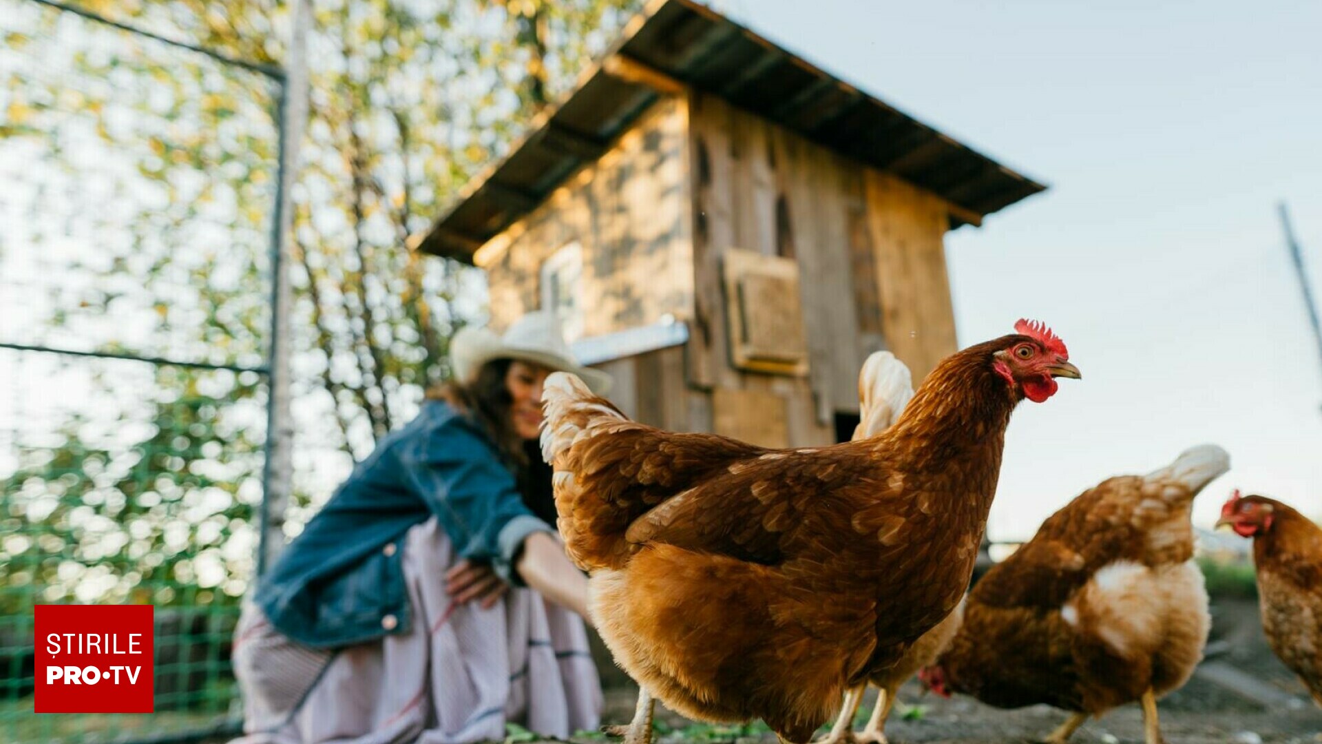 „Invazie” de găini într-un oraș turistic din Spania. Peste 700 de ...