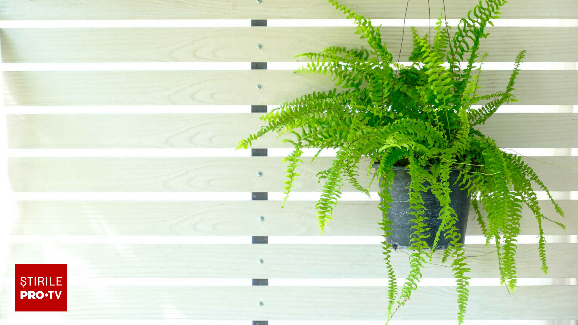 Nephrolepis exaltata (Feriga de Boston) - Planta veșnic verde care ...