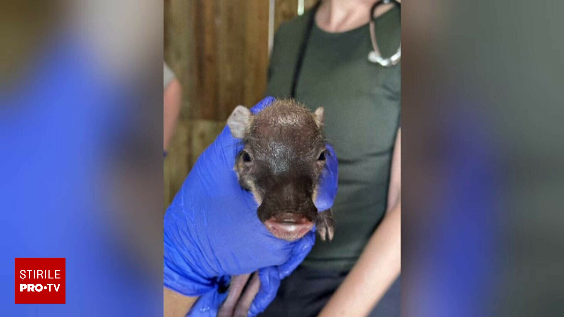 Trei pui de facocer s-au născut la o grădină zoologică din Florida ...