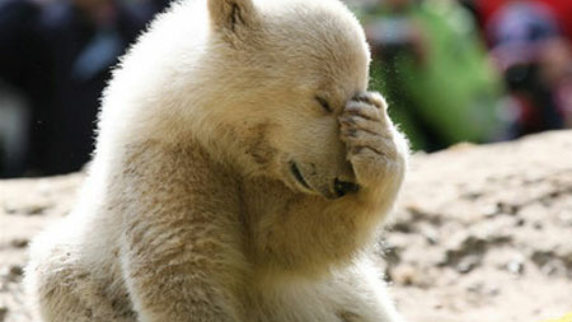 Faimosul urs polar Knut ar putea sa-si piarda casa - Știrile ProTV