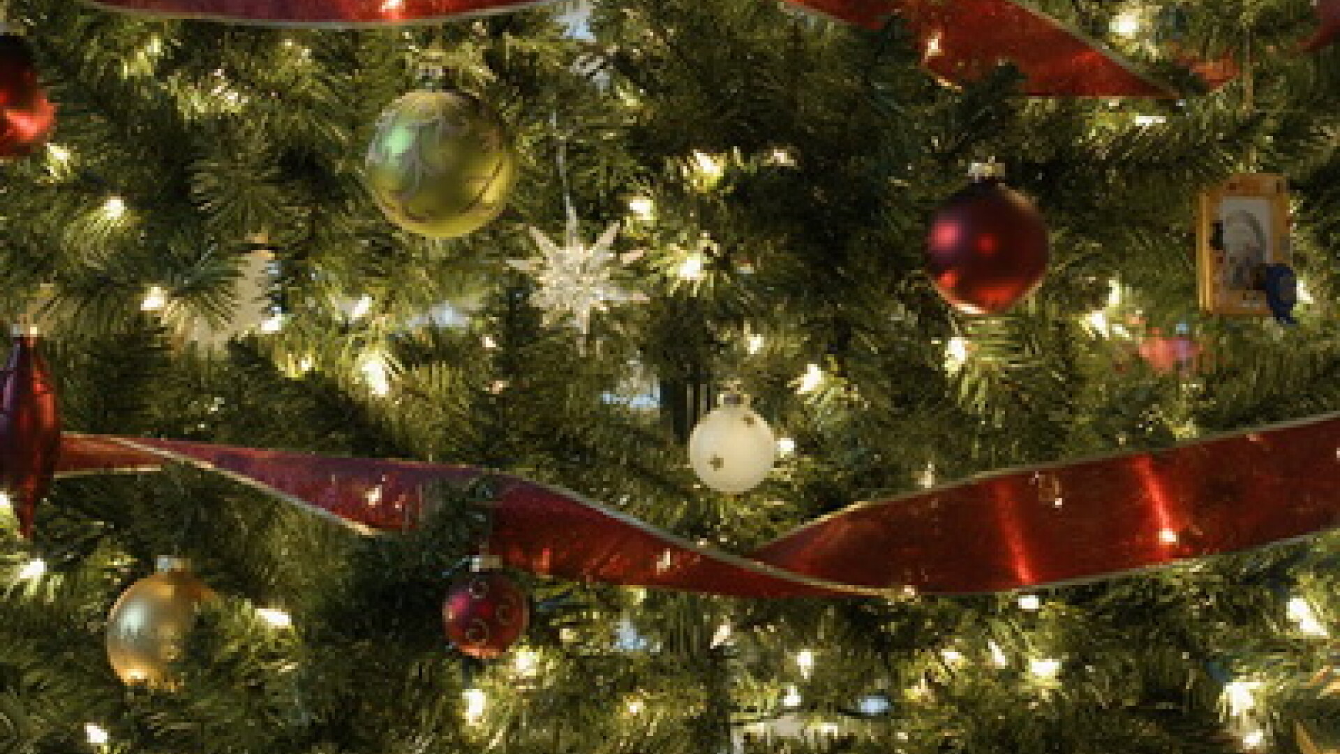 Craciunul bate la usa! Tu ce cumperi: brad romanesc sau brad de import ...