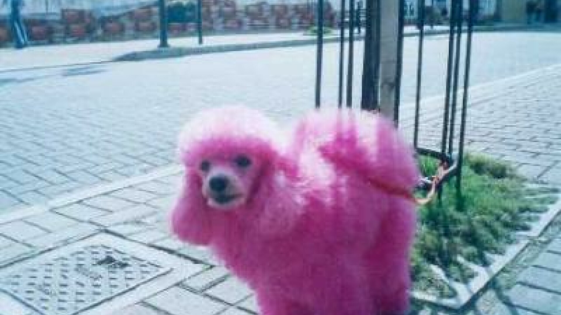 Un pudel roz, discriminat din cauza culorii... blanitei! - Știrile ProTV