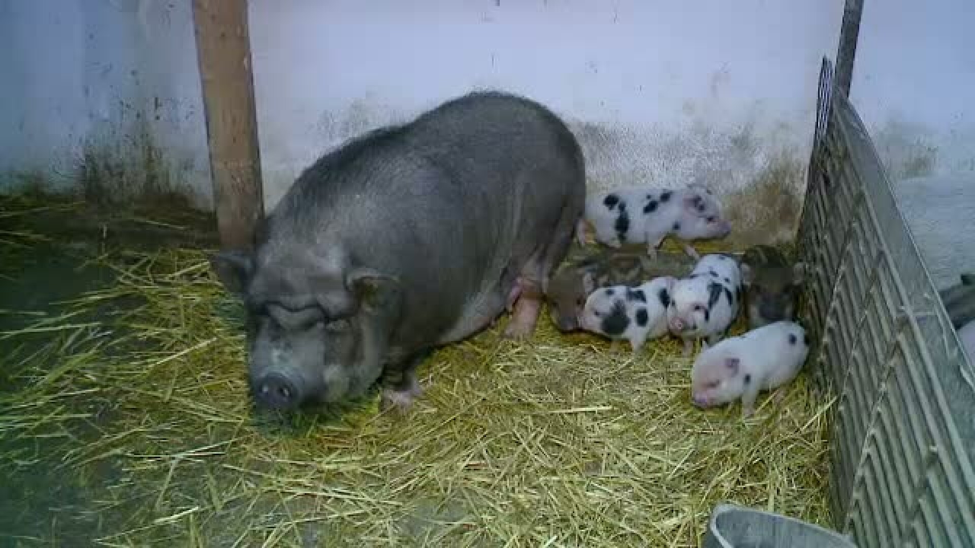 Porcul vietnamez, o noua delicatesa de Craciun pe masa romanilor ...