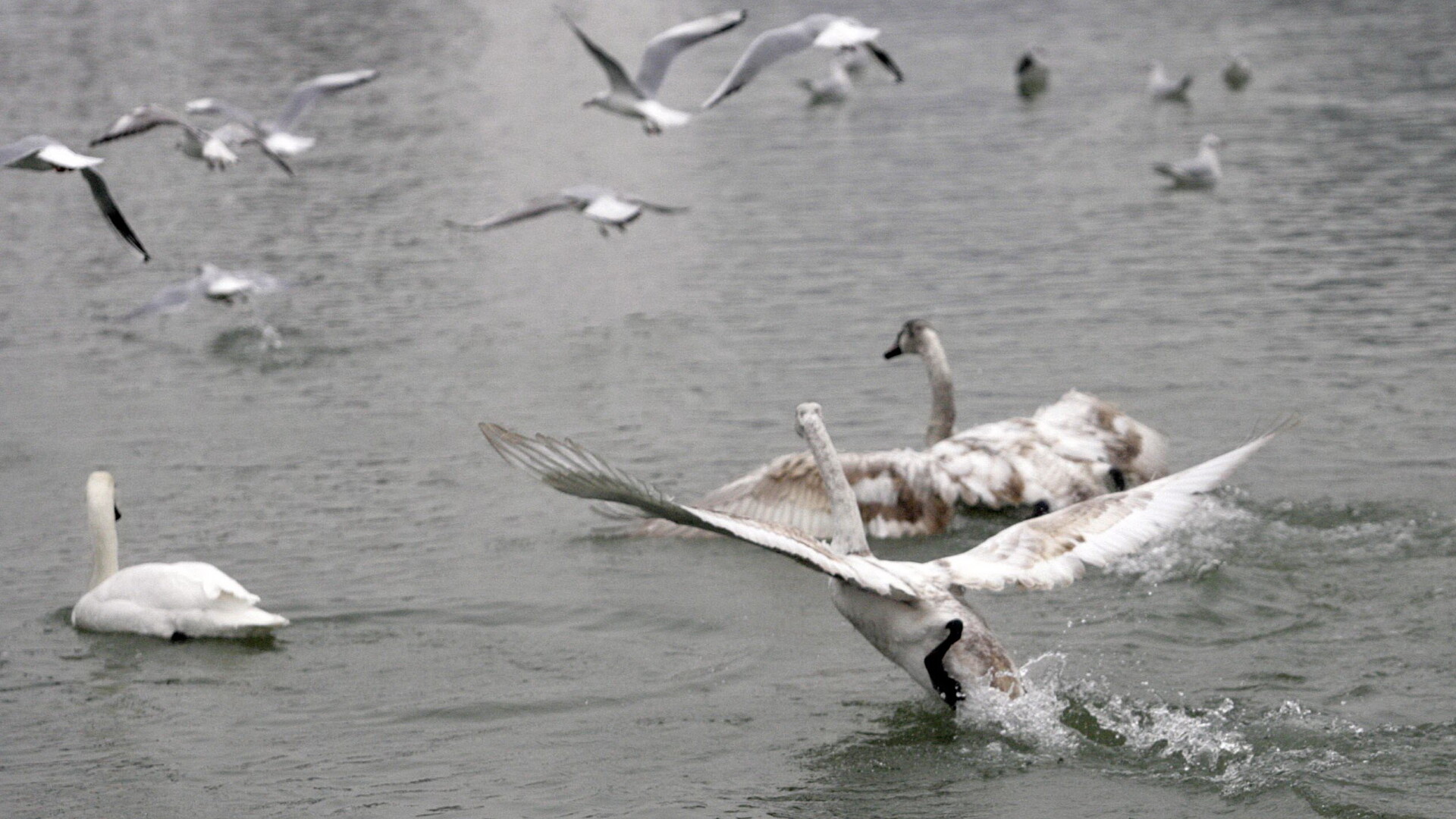 VIDEO. Aparitie de basm pe apele Marii Negre, la Eforie Sud: un stol de ...