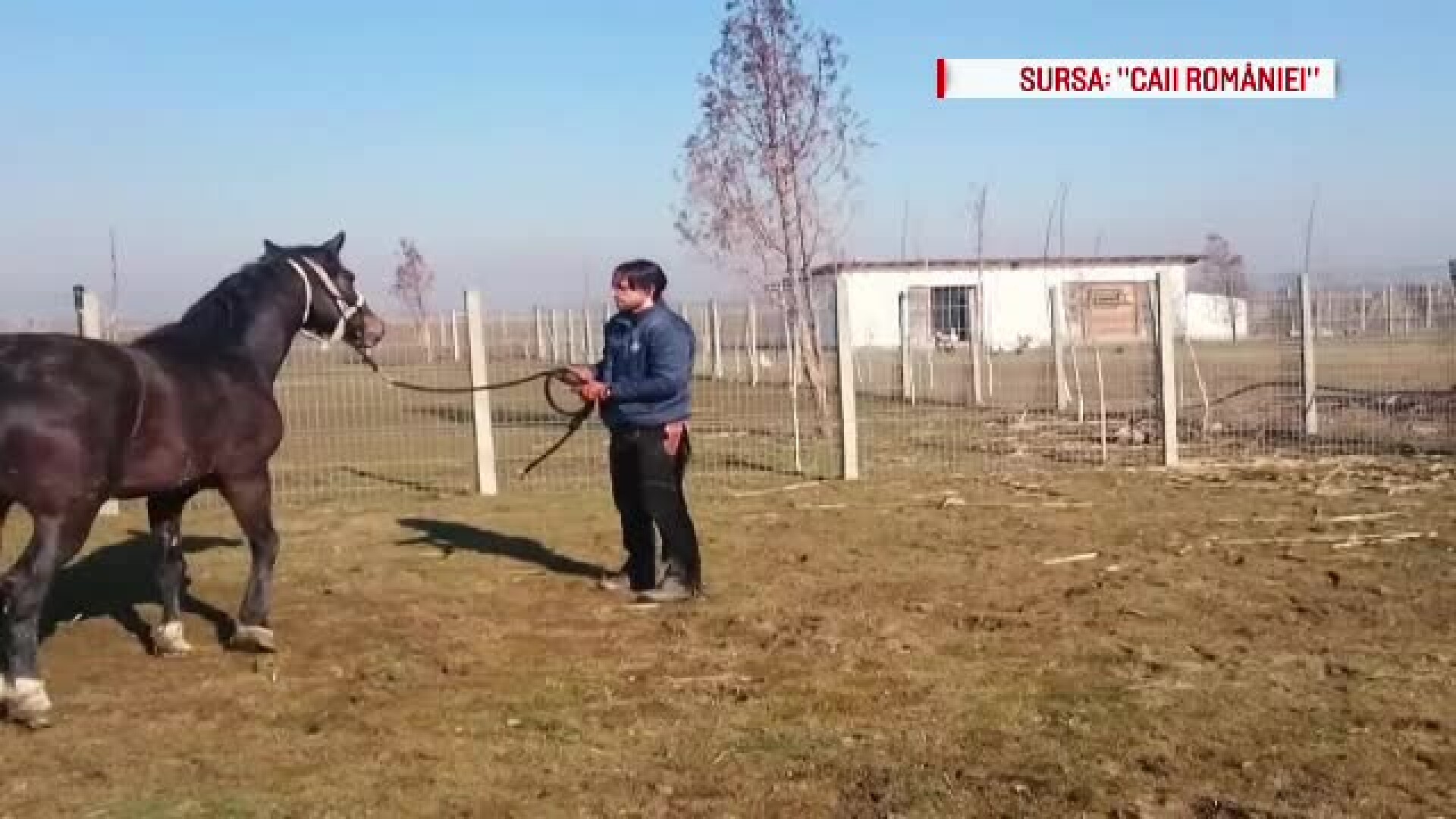 In urma cu 1 an, Denis Stefan salva un cal care urma sa ajunga pe ...