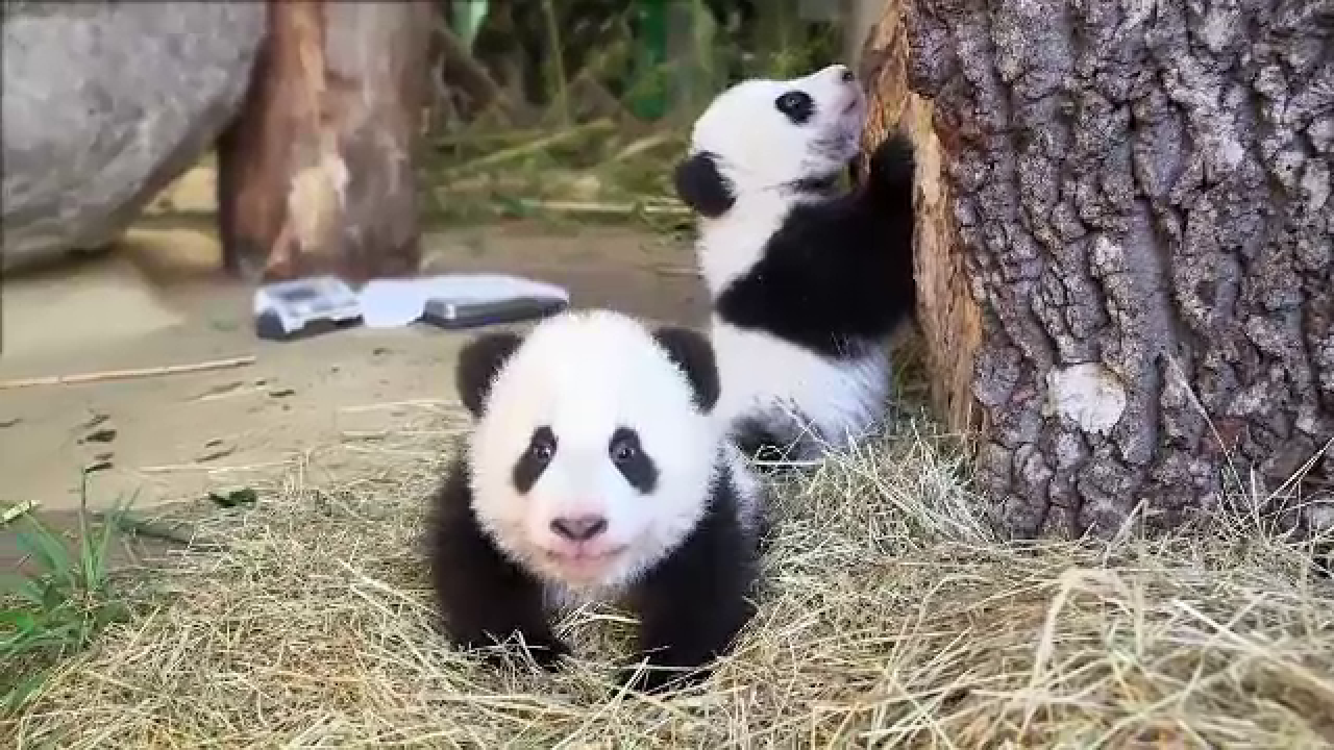 Doi pui de panda au devenit atractia gradinii zoologice din Viena. Fu ...