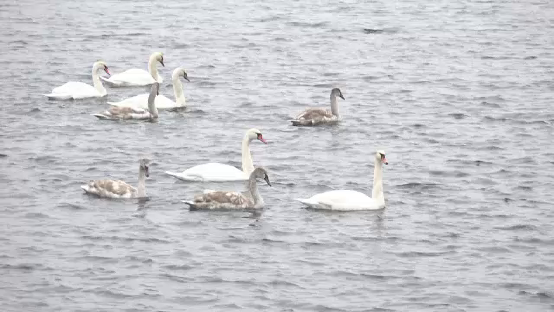 Spectacol fascinant pe un lac de acumulare din Alba. Zeci de lebede au ...