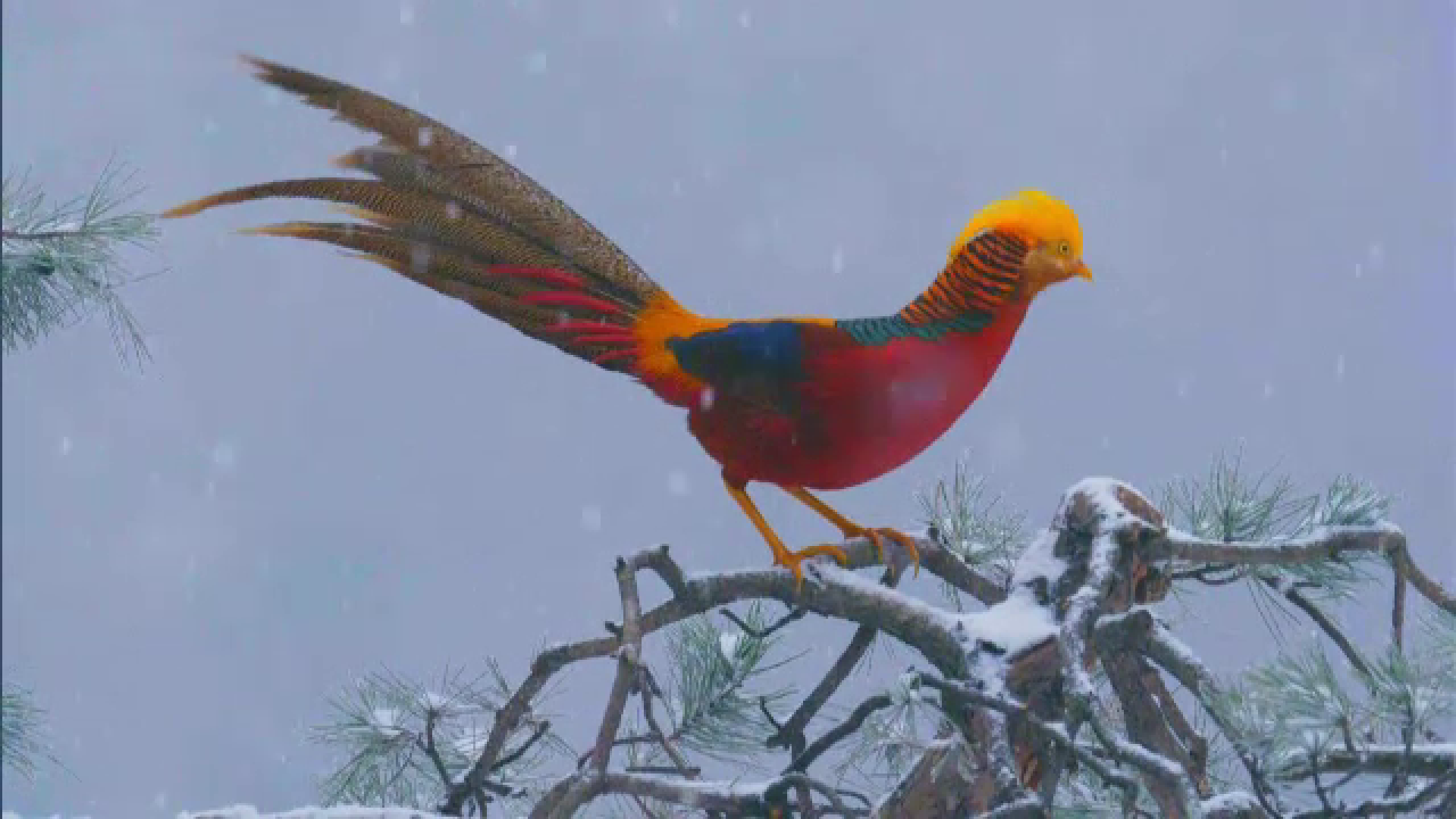 Specie extrem de rară de fazan, filmată într-o regiune muntoasă din ...