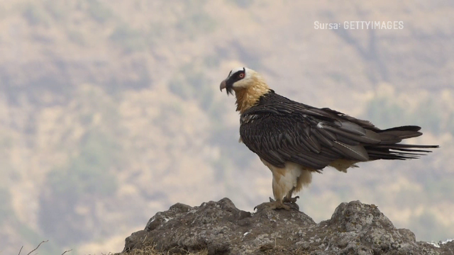 12 specii de păsări au dispărut din România. Alte 40 sunt pe cale de ...