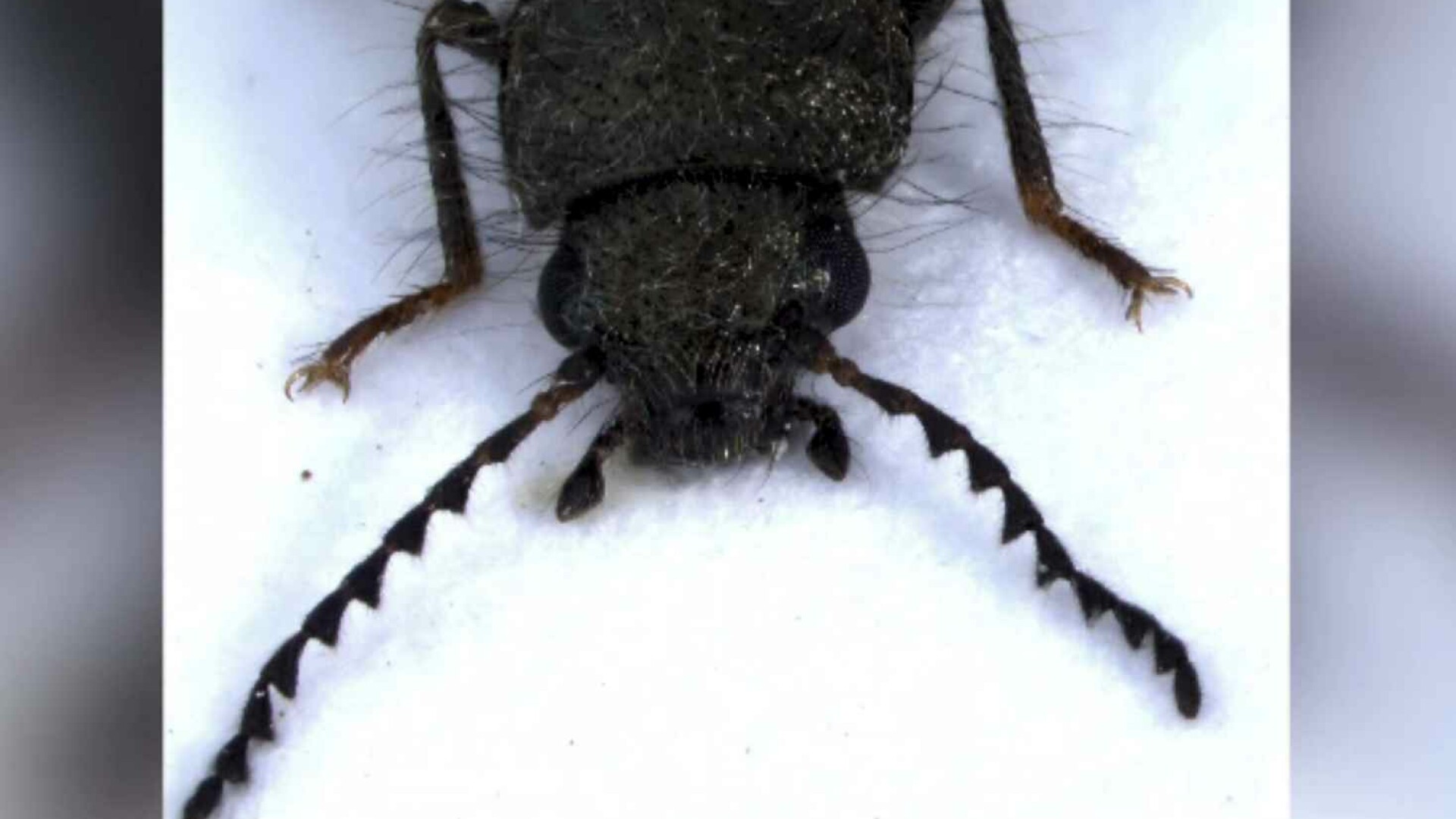 Insecta cu păr, unică în România, descoperită la Agigea. Are un nume ...