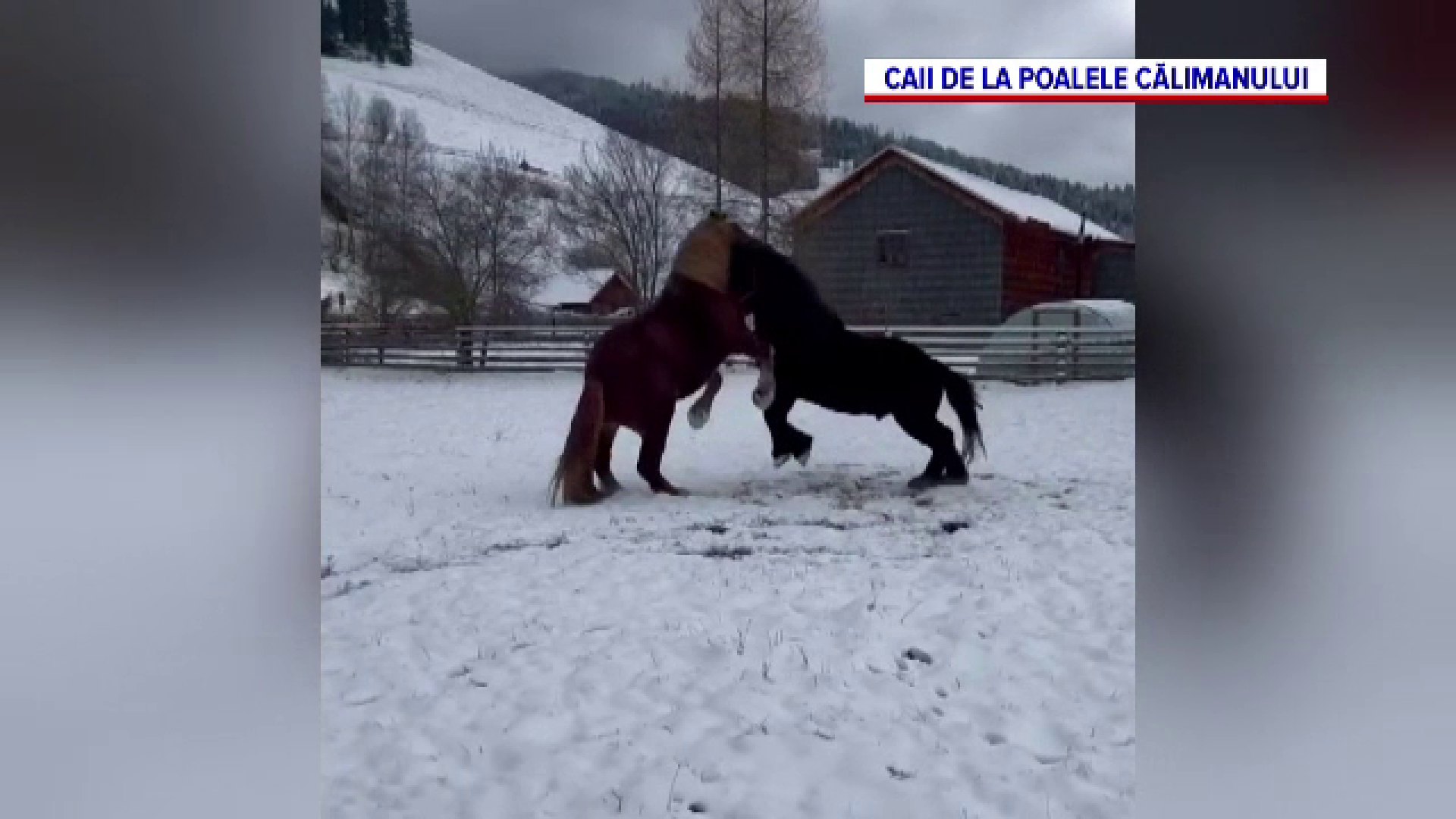 Doi cai au fost surprinși în timp ce se hârjoneau în zăpadă, în ...