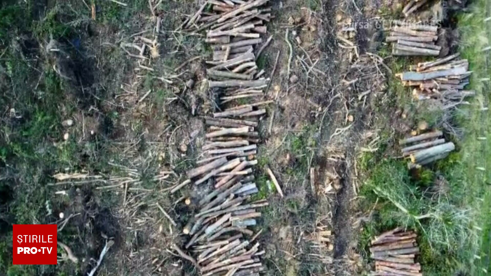 Noul Cod Silvic. De acum avem acces liber inclusiv în pădurile private ...