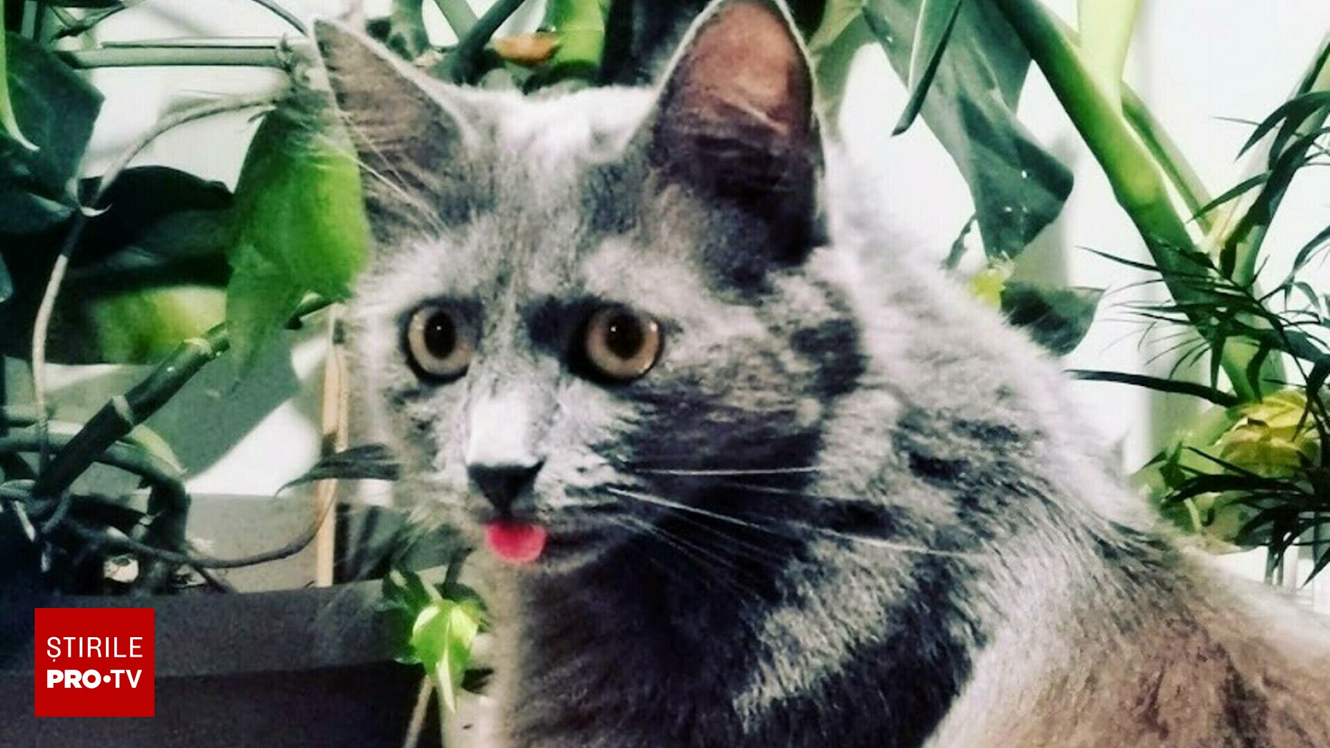 Studiu: Pisicile miaună mai mult la bărbați