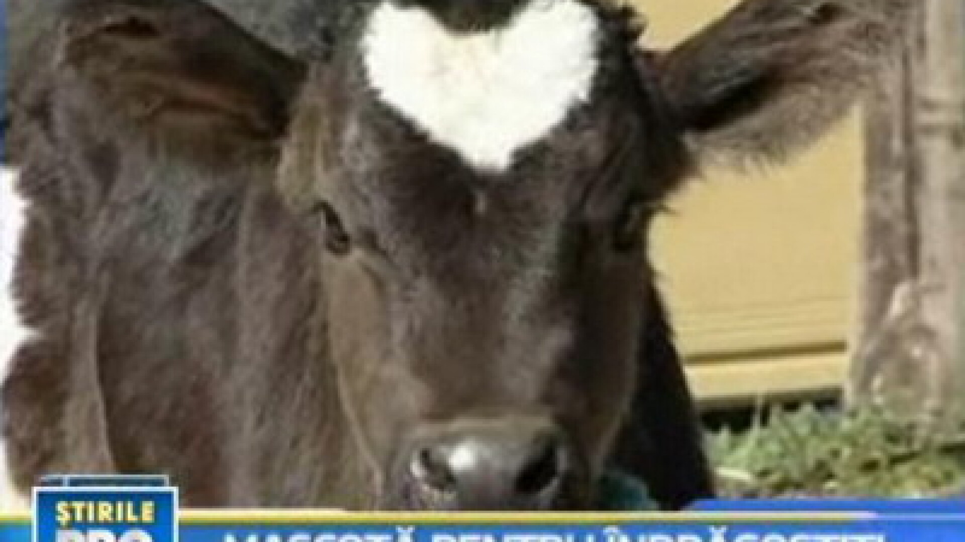 Un vitel cu o inima in frunte a devenit mascota Japoniei de Sf ...