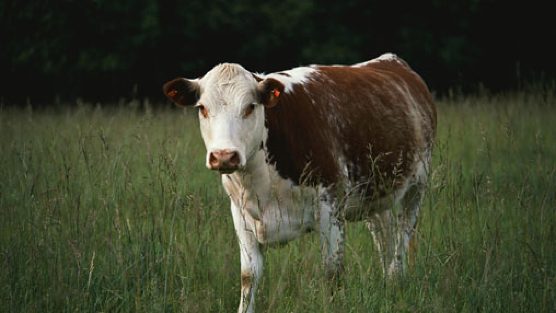 Cum a scapat de rutina din cuplu? Si-a inselat nevasta cu vaca ...