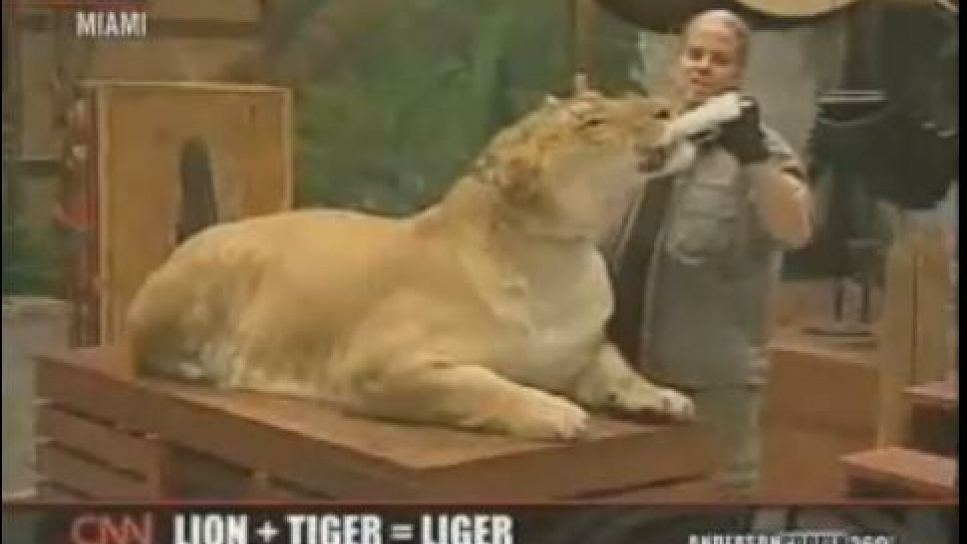 Ligrul, cea mai mare felina, si alte animale din Cartea Recordurilor ...