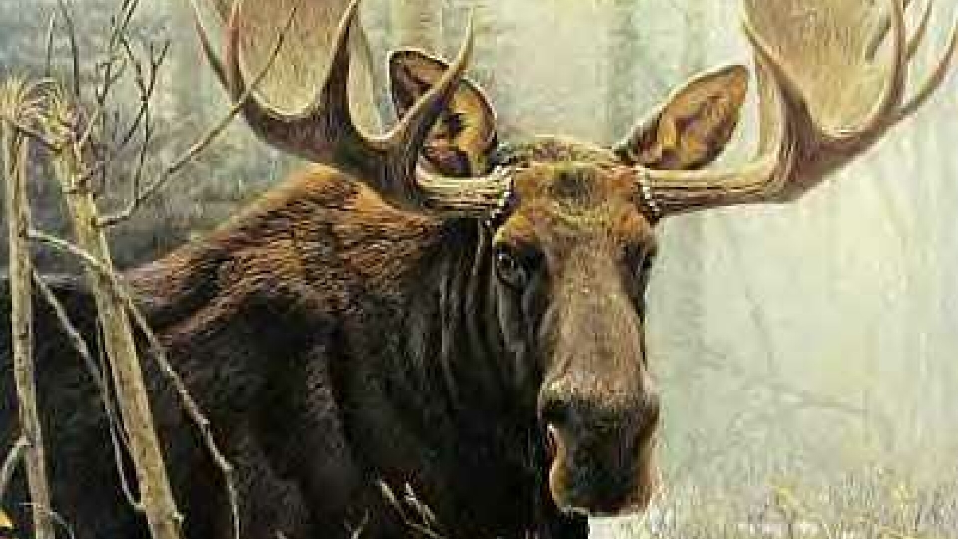 Elanii balerini. Au patinat pe un lac inghetat din Polonia. VIDEO ...