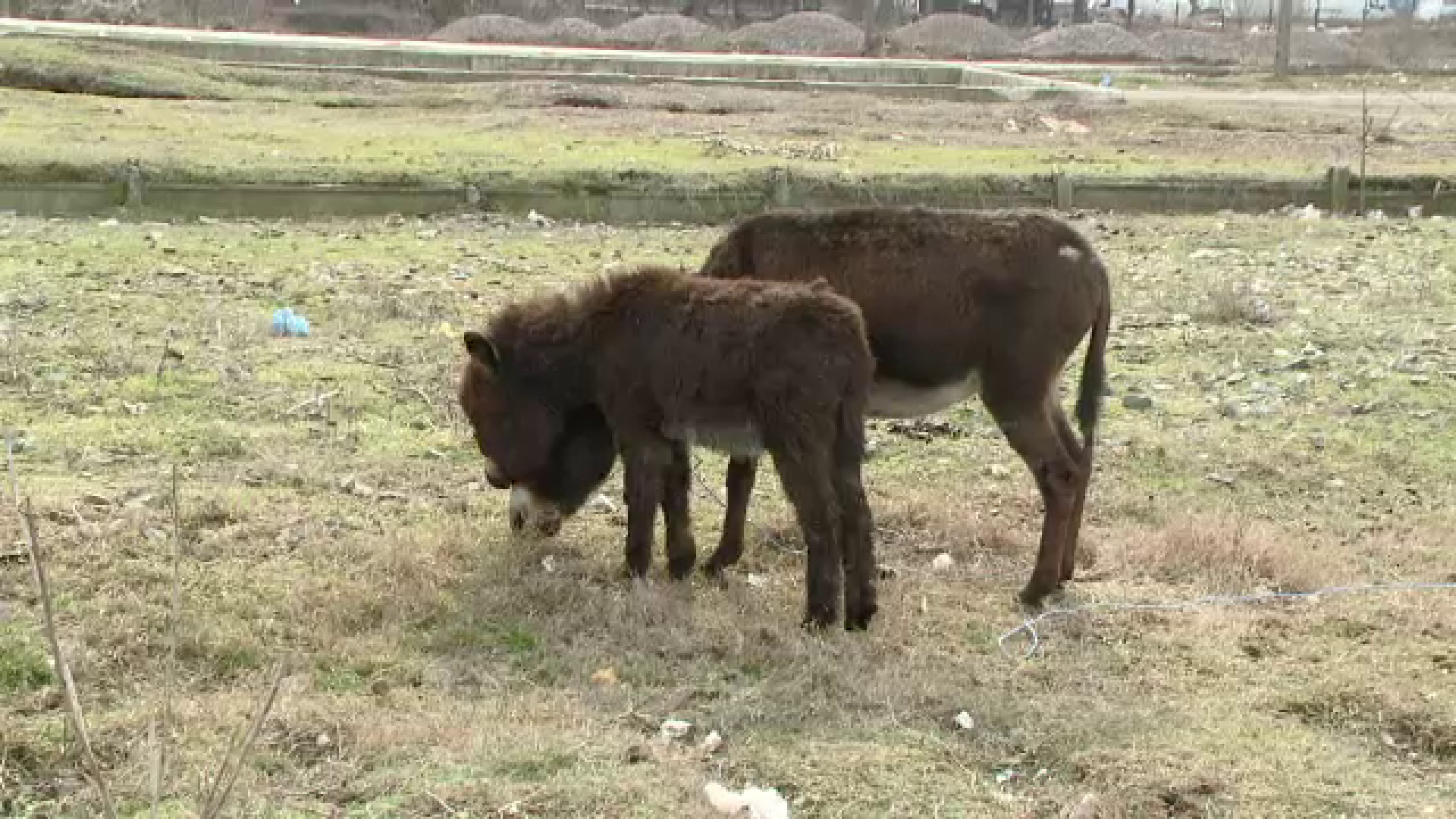 “Am gasit 2 animale pe camp, erau ale nimanui”. Cum au ajuns 2 magari ...