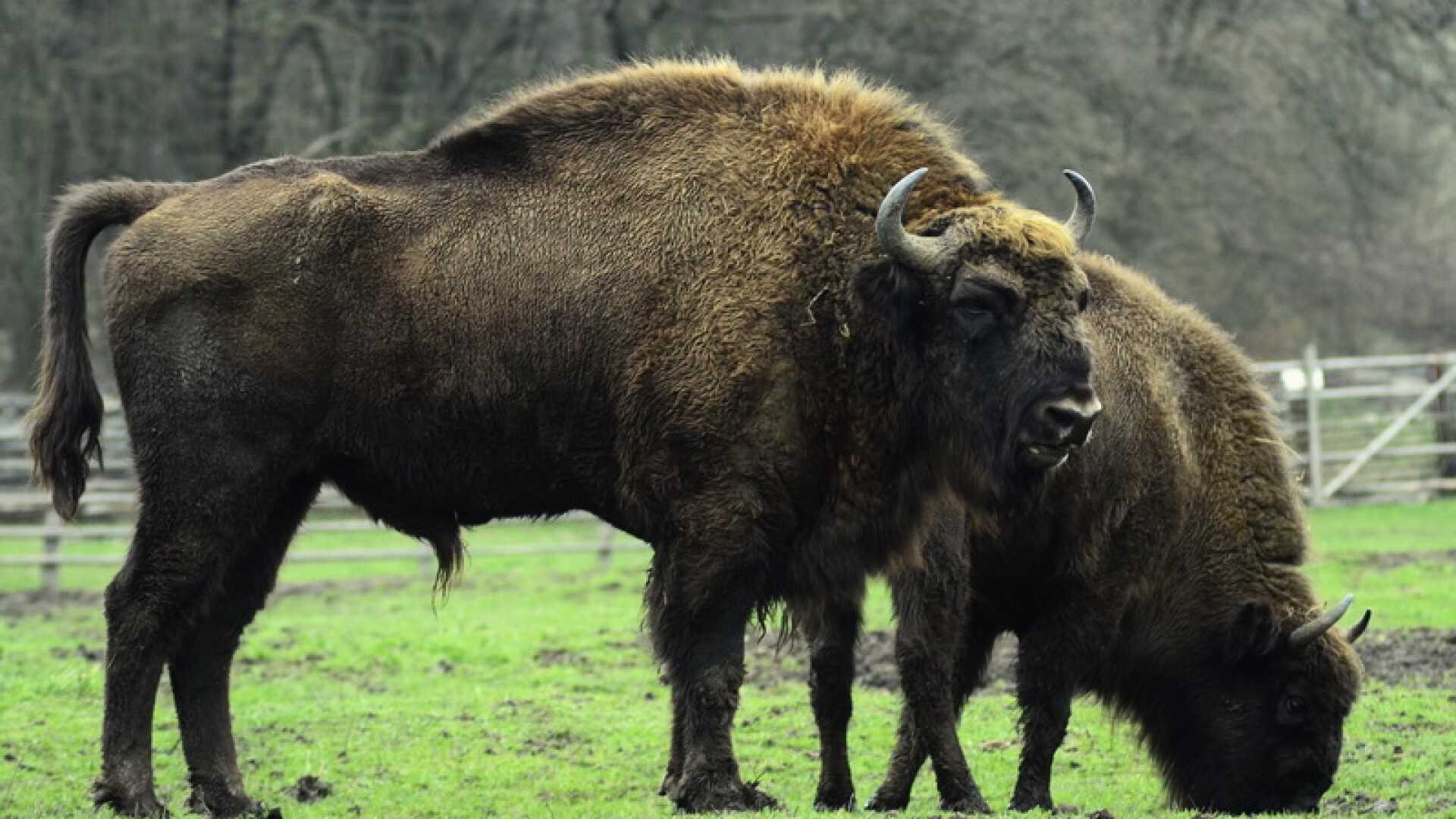 Paradoxul unui simbol national. Zimbrul nu mai poate supravietui in ...