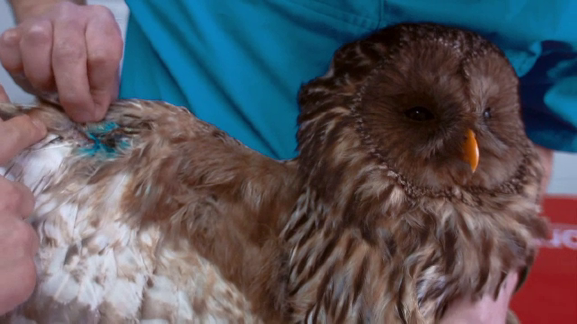 Ce poti face daca vezi un animal ranit pe marginea drumului ...