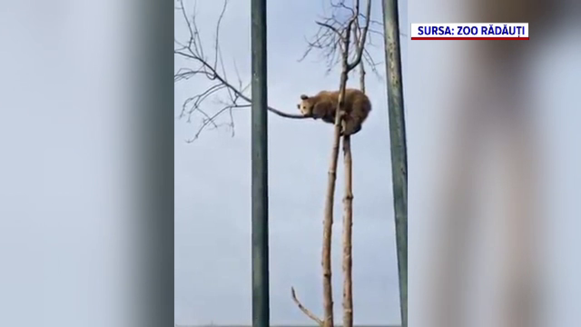 Spectacol la Grădina Zoologică din Rădăuți. O ursoaică s-a urcat în ...