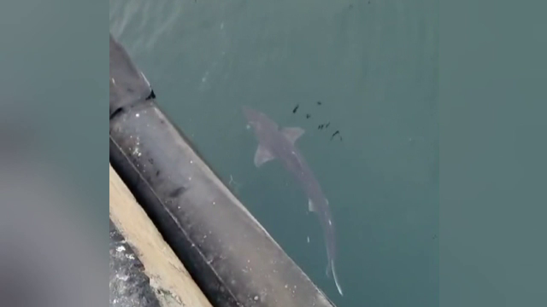 S-au înmulțit rechinii în Marea Neagră. Un exemplar a fost observat ...