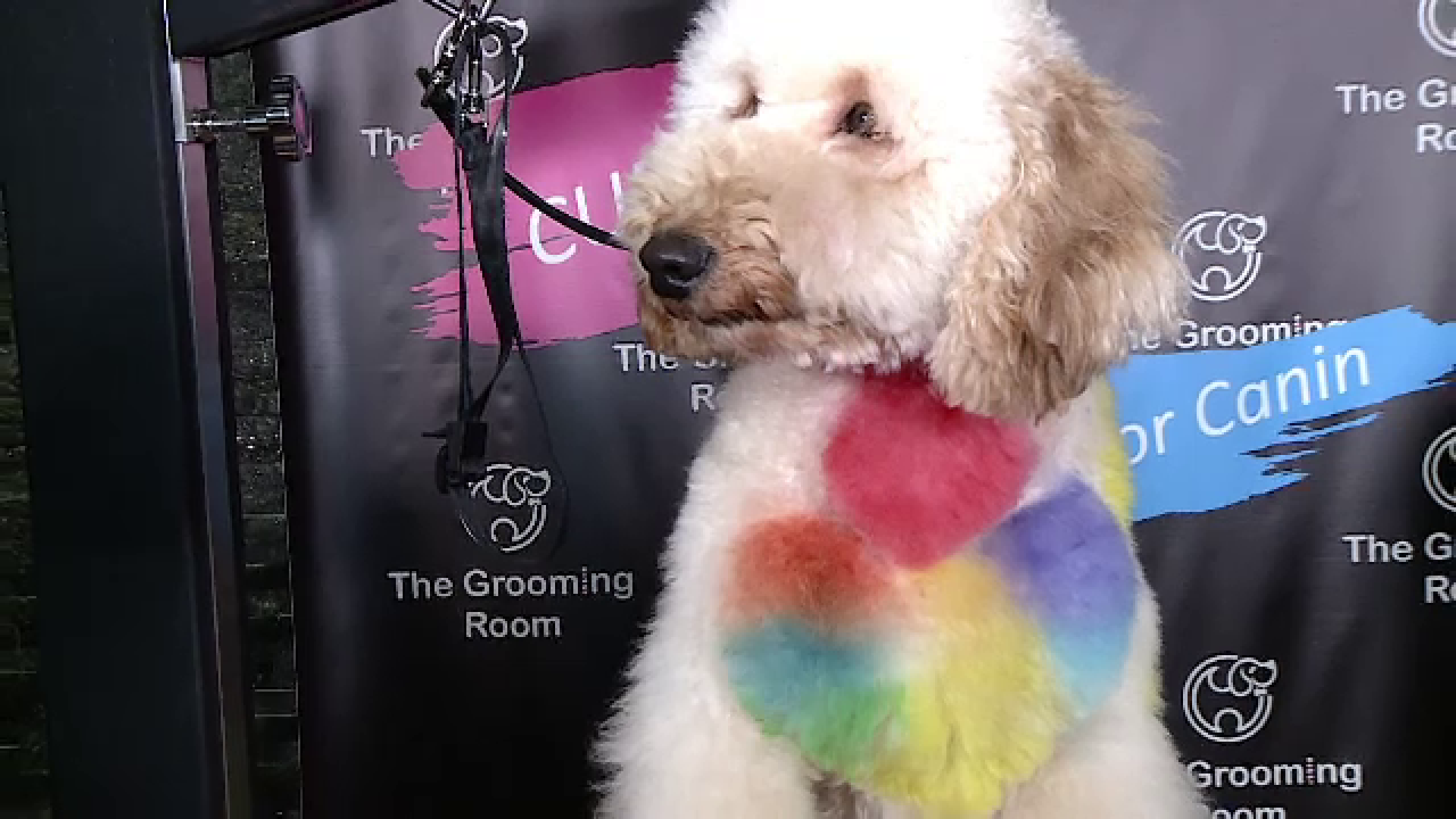 Cât costă să duci cățelul la coafor. Hairstyliștii îi pot tunde și ...