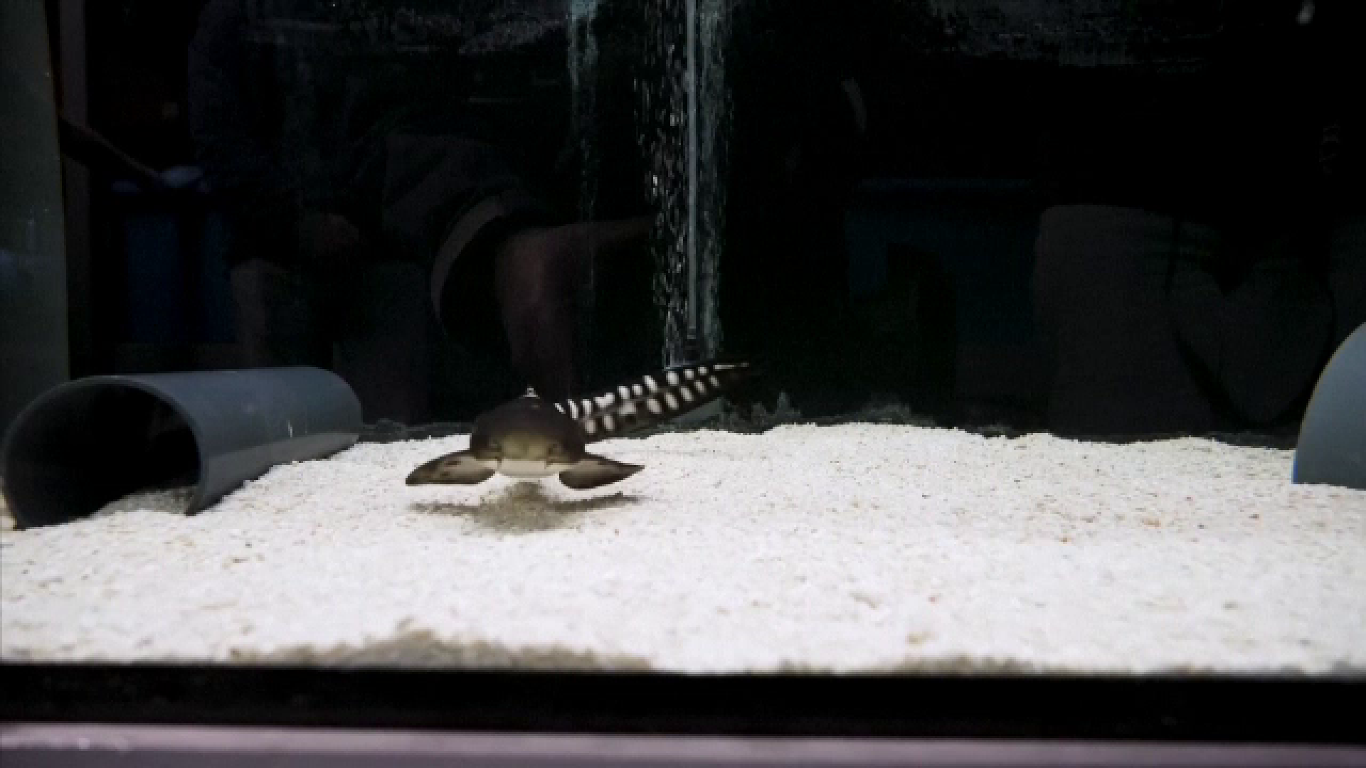 Un pui de rechin-zebră s-a născut într-un acvariu din Olanda. Această ...