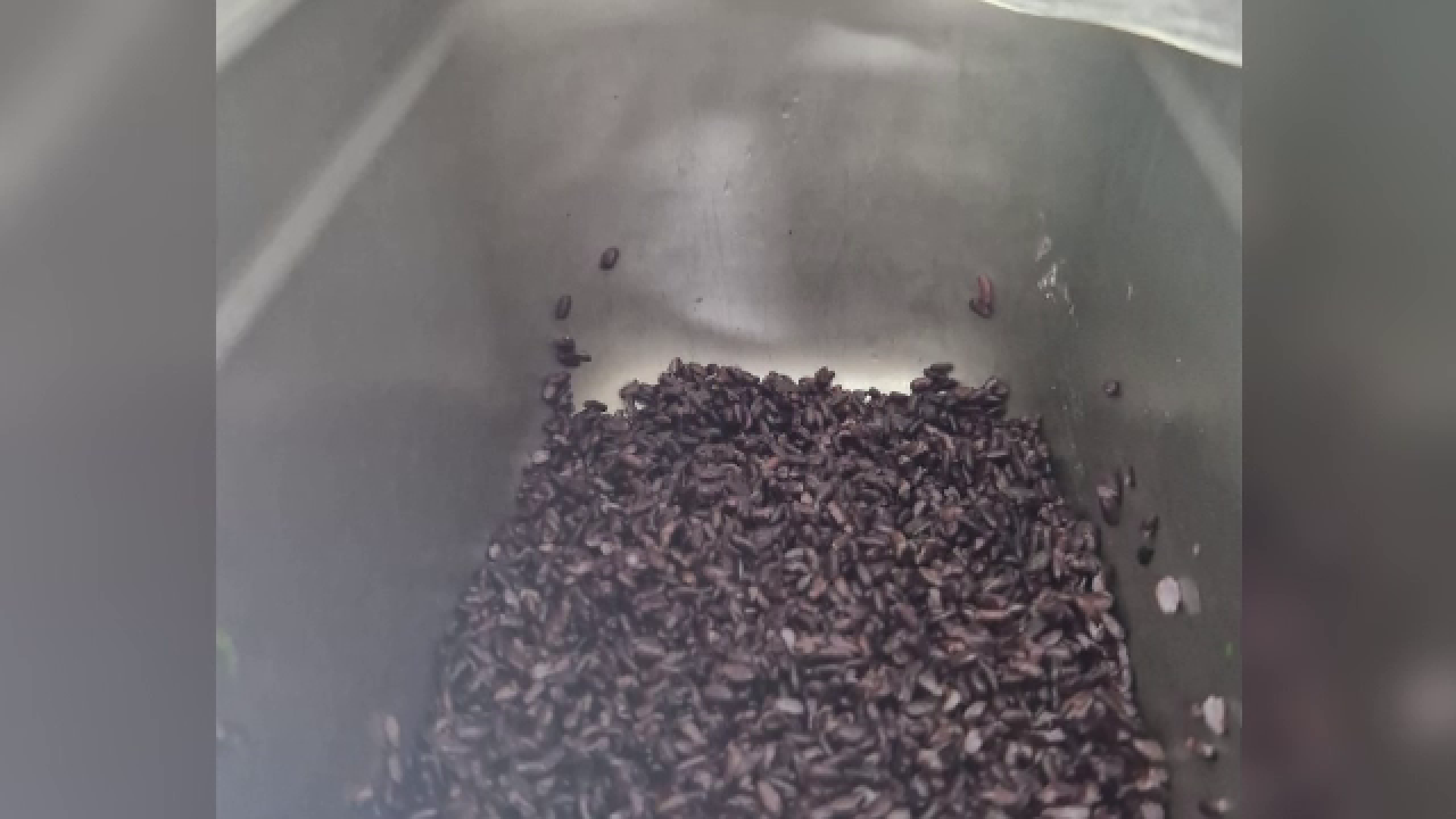 O cunoscută cherhana de pe litoral a fost închisă. Inspectorii ANPC ...