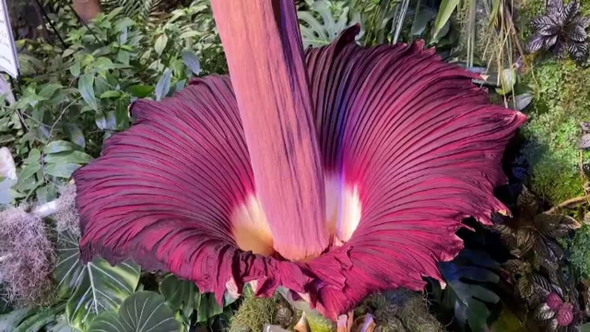 Care este cea mai urât-mirositoare floare din lume. Duhnește a cadavru ...