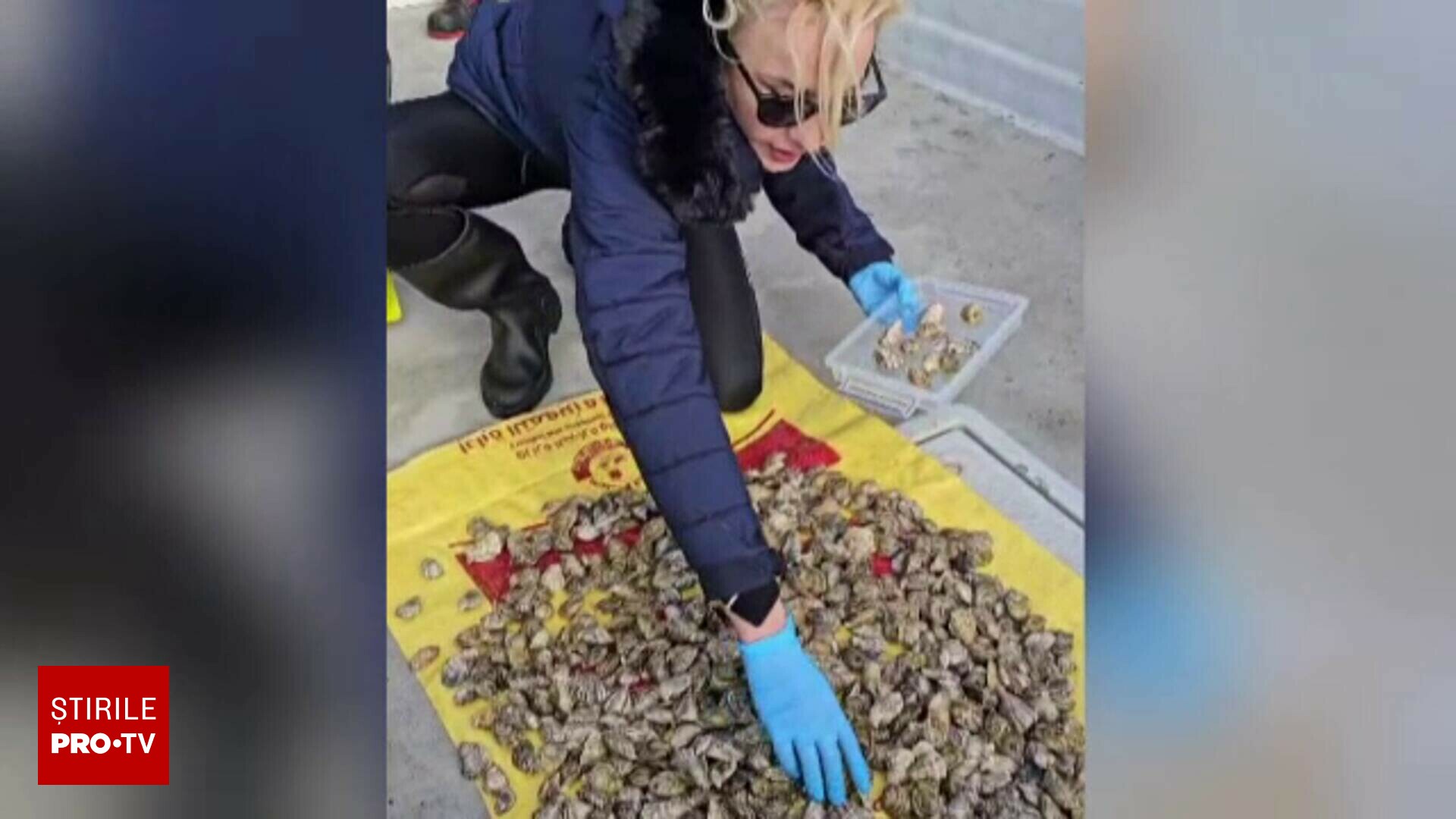 Primele stridii crescute în Marea Neagră se dezvoltă bine și au ...