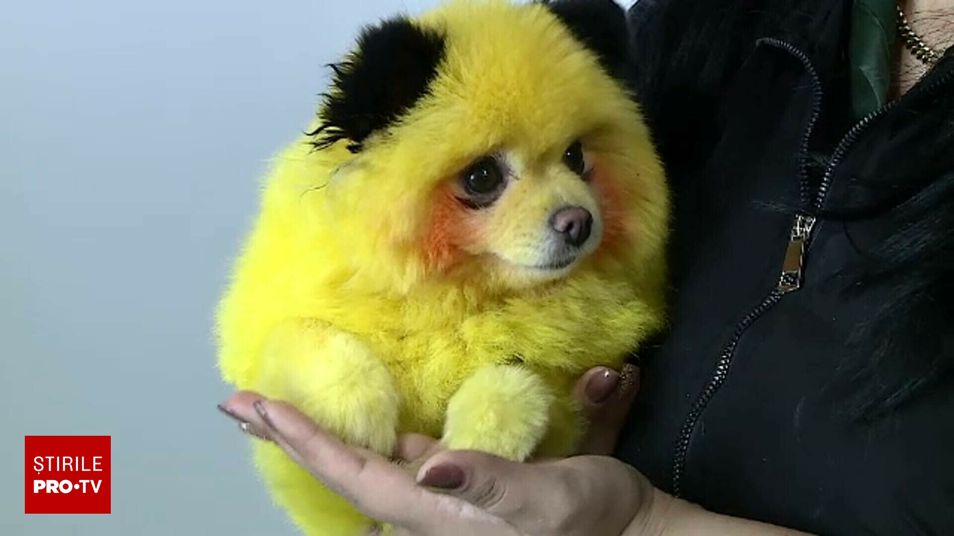 Noua modă în rândul animalelor de companie: schimbare de look la coafor ...