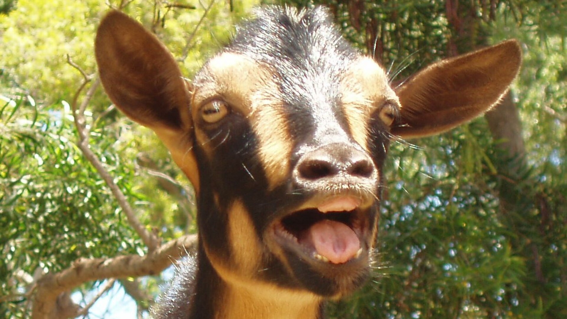 Caprele romanesti au cucerit Europa!Exportam mai multa carne decat ...