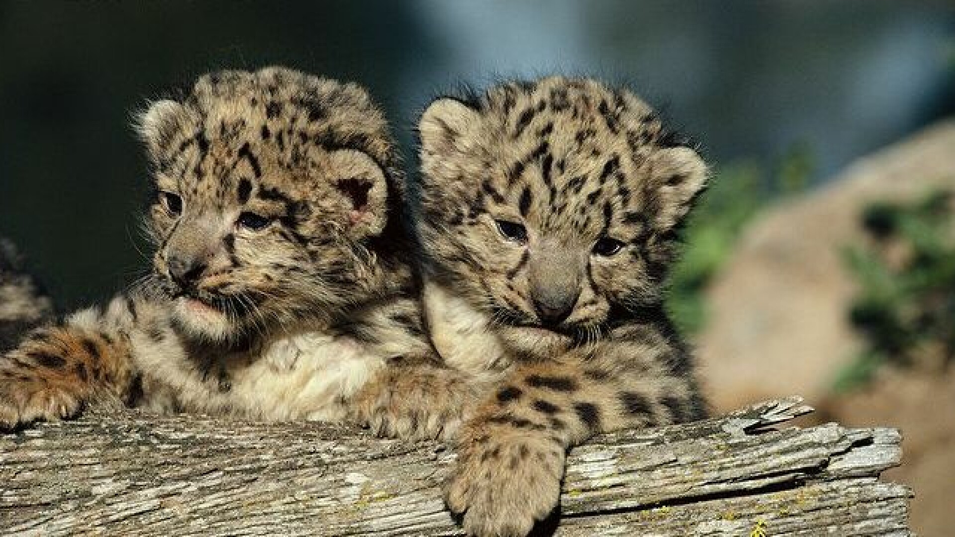 Doi pui de leopard, vedetele unei gradini zoologice din Paris - Știrile ...