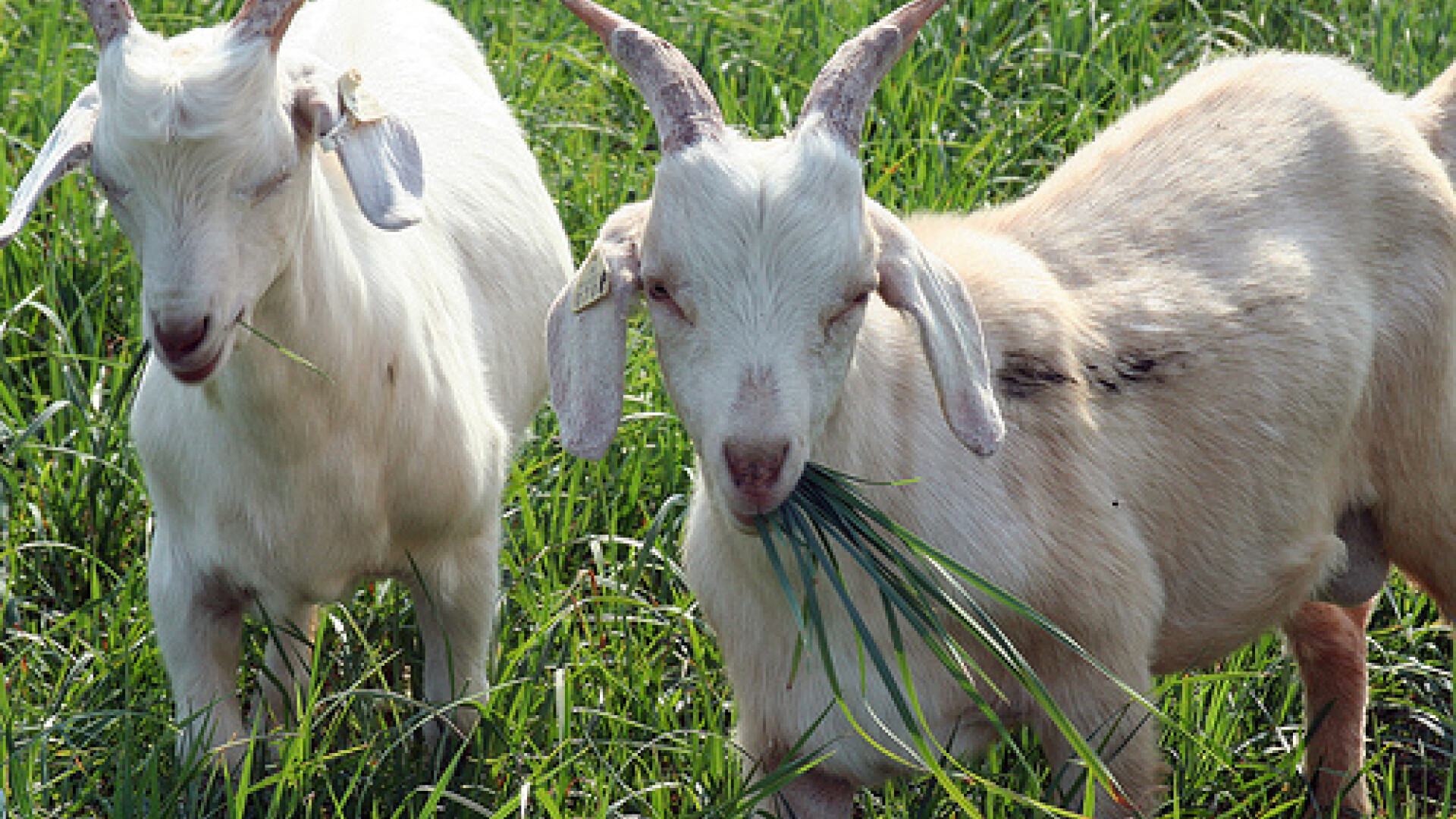 Un fermier din Mures are in curte doua capre care nu s-au nascut inca ...
