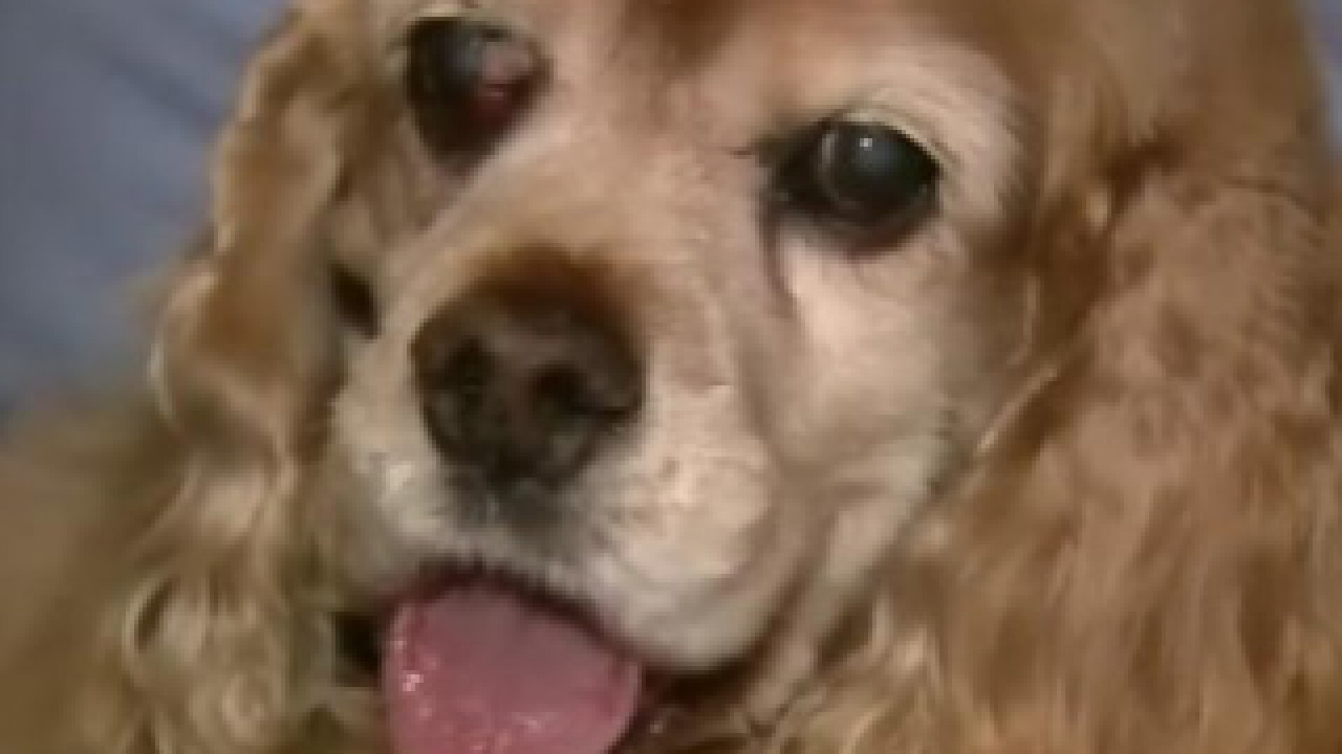 Uno, cel mai batran caine din lume! Are 22 de ani! - Știrile ProTV