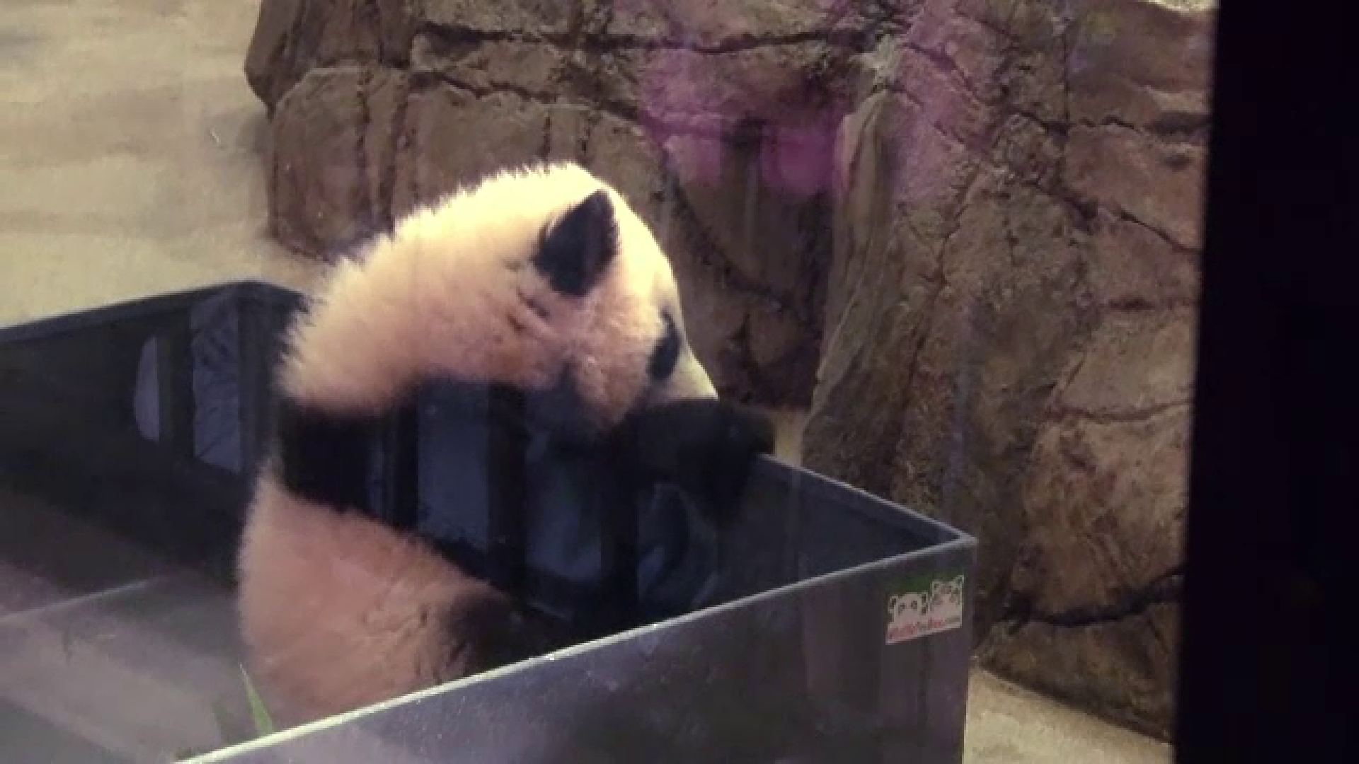 Sute de oameni au stat la coada la zoo ca sa vada un pui de urs panda ...