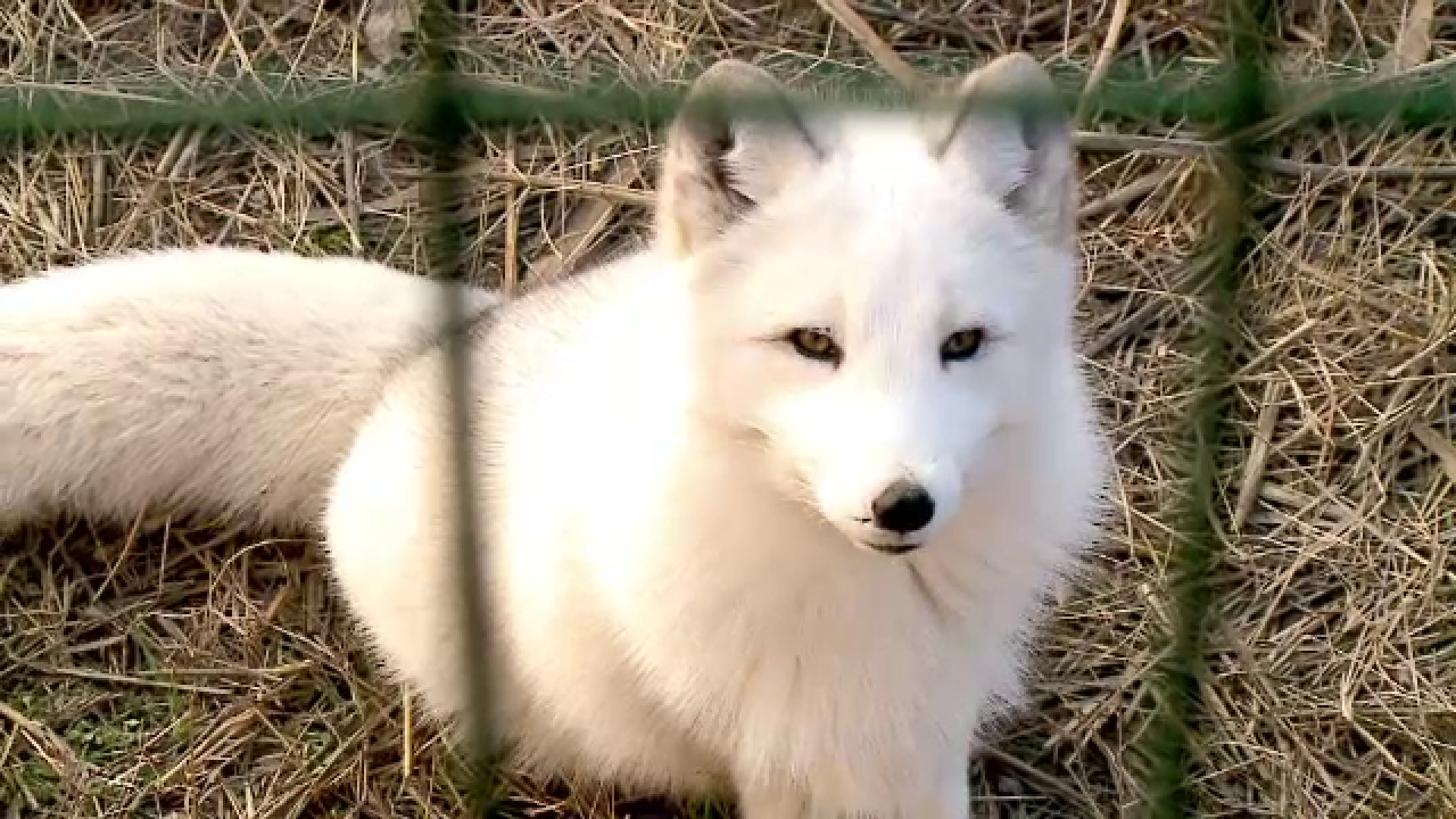 Două vulpi polare, în microrezervația din Constanța. Îngrijitorii le ...